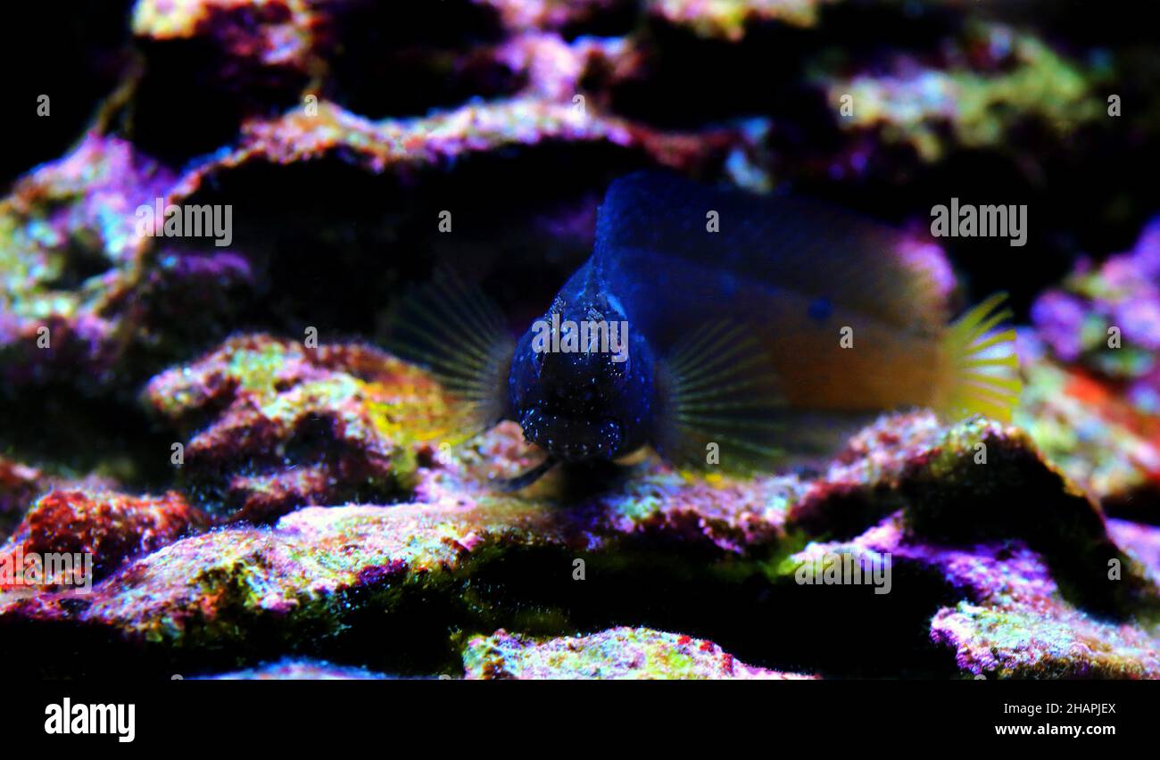 Starry Blenny or Snowflake Blenny fish - (Salarias ramosus Stock Photo ...