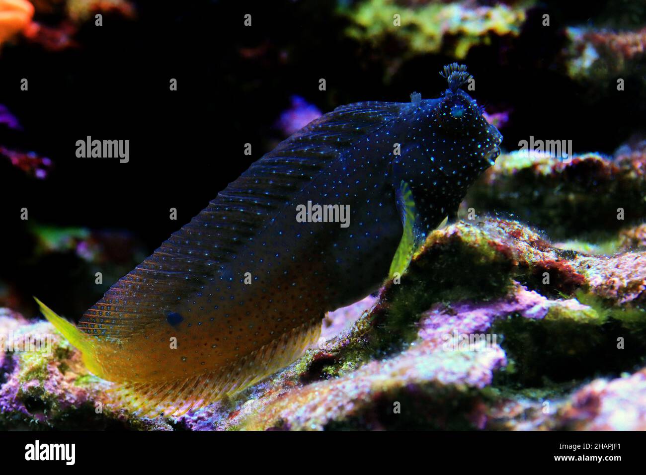 Starry Blenny or Snowflake Blenny fish - (Salarias ramosus Stock Photo ...