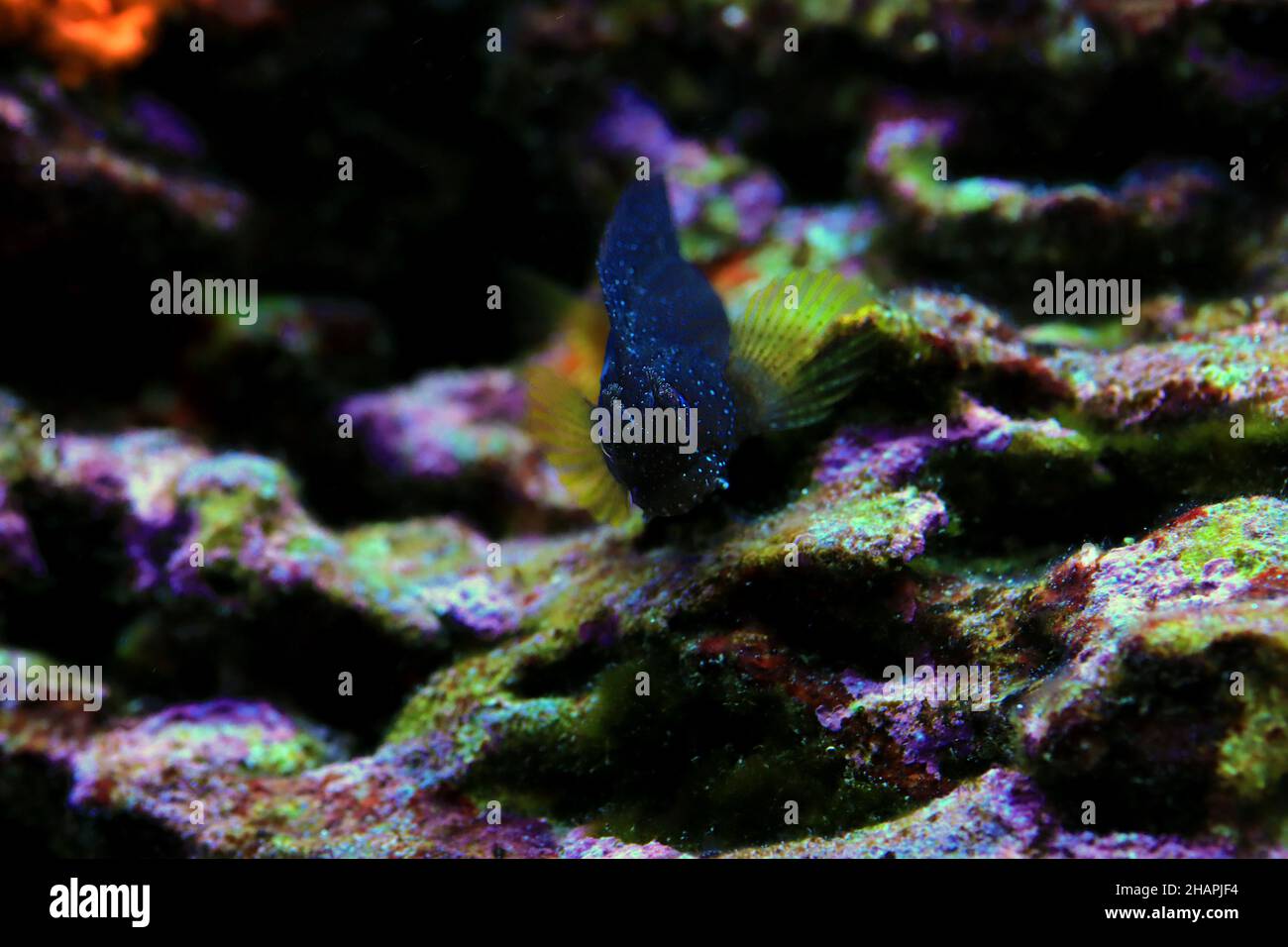 Lawnmower blenny fish hi-res stock photography and images - Alamy