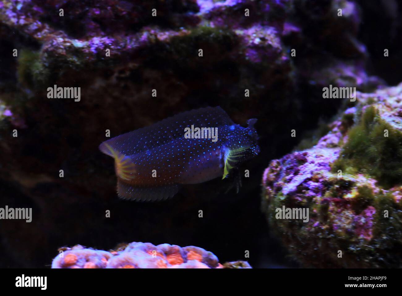 Starry Blenny or Snowflake Blenny fish - (Salarias ramosus Stock Photo ...
