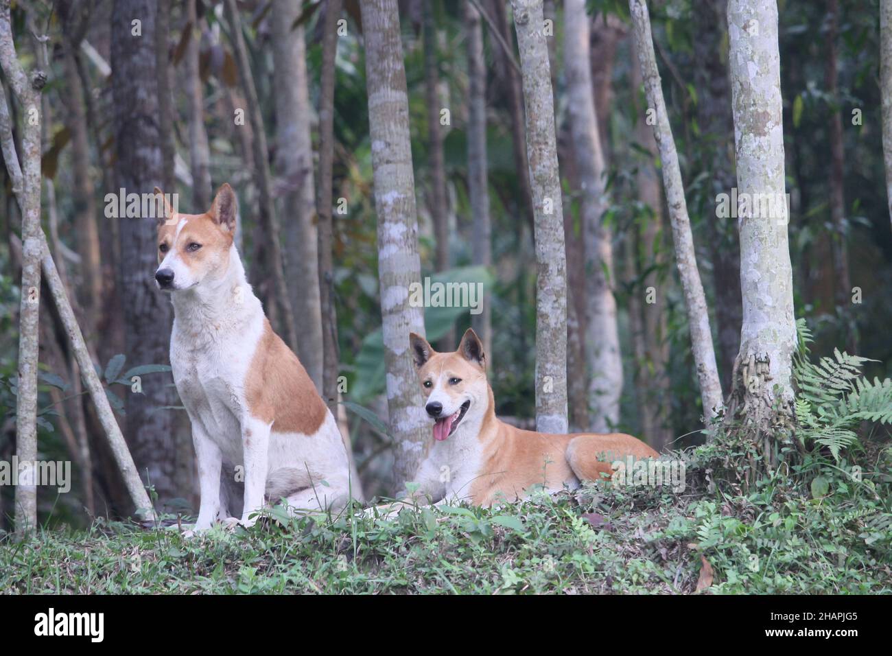 Bangladesh dogs hi-res stock photography and images - Alamy