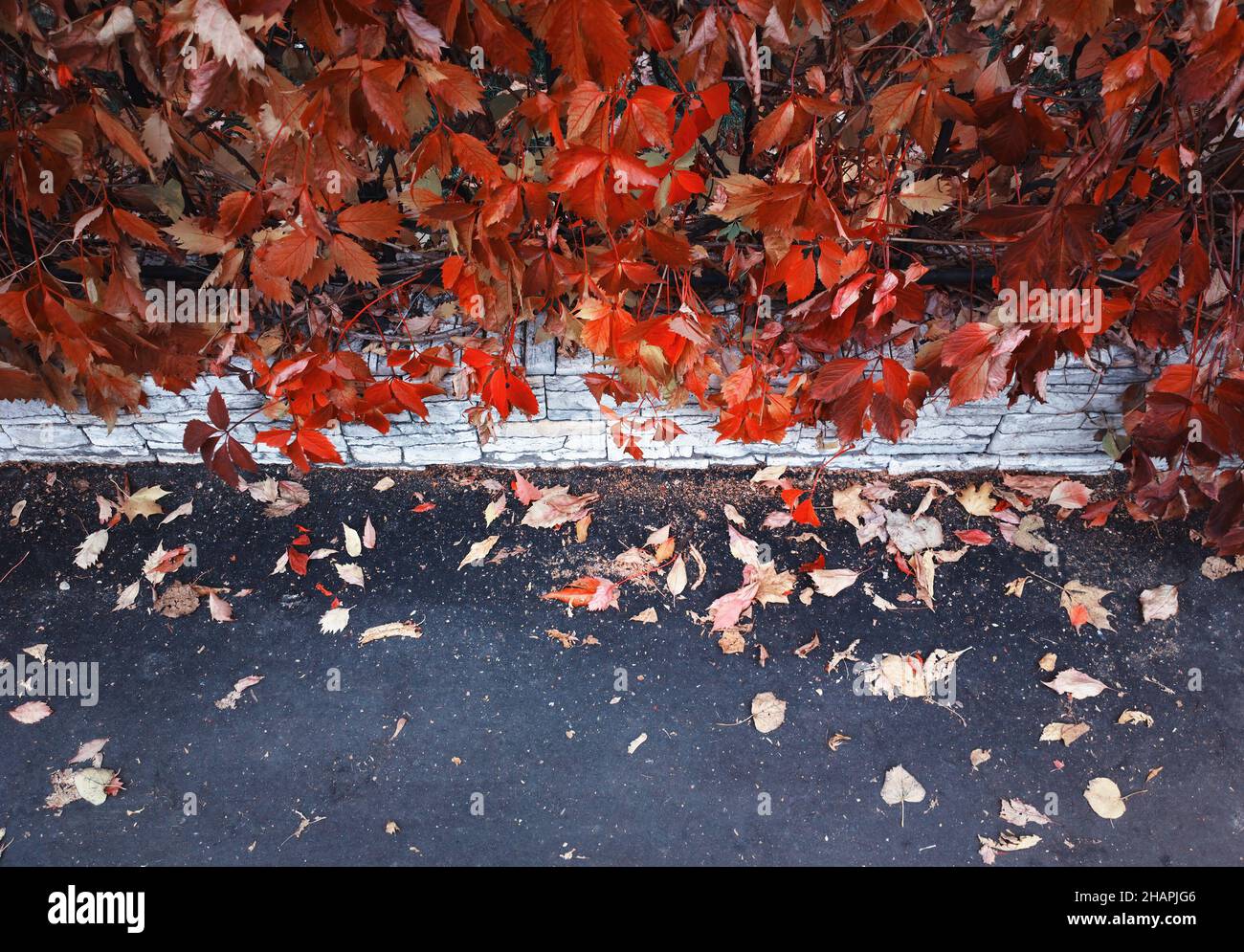 Autumn foliage at city street background Stock Photo - Alamy