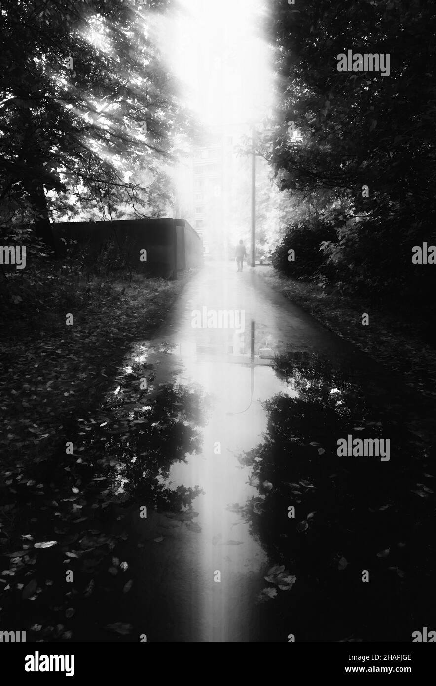 Black & white stalker illuminated by God ray Stock Photo - Alamy