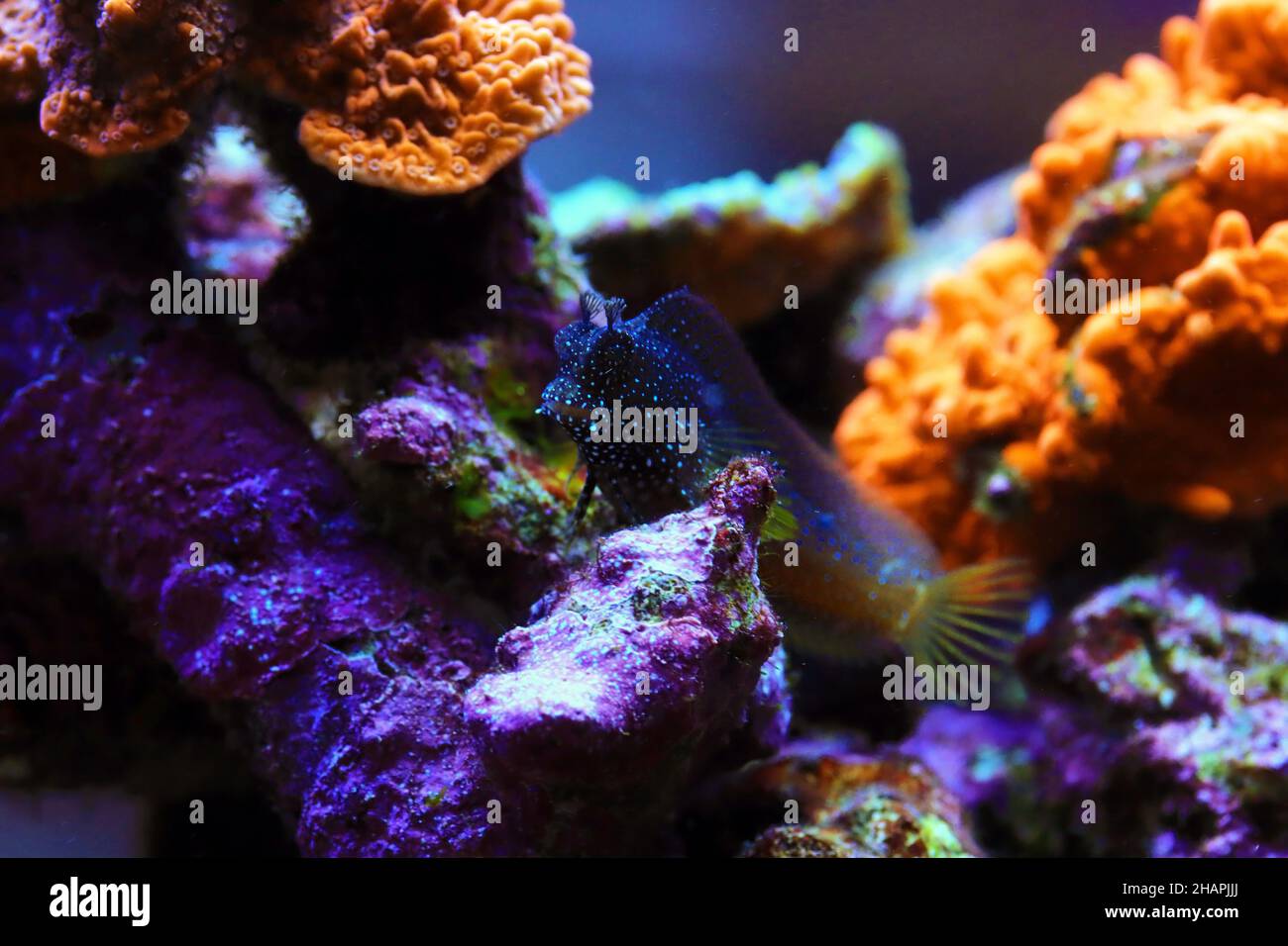 Starry Blenny or Snowflake Blenny fish - (Salarias ramosus Stock Photo ...