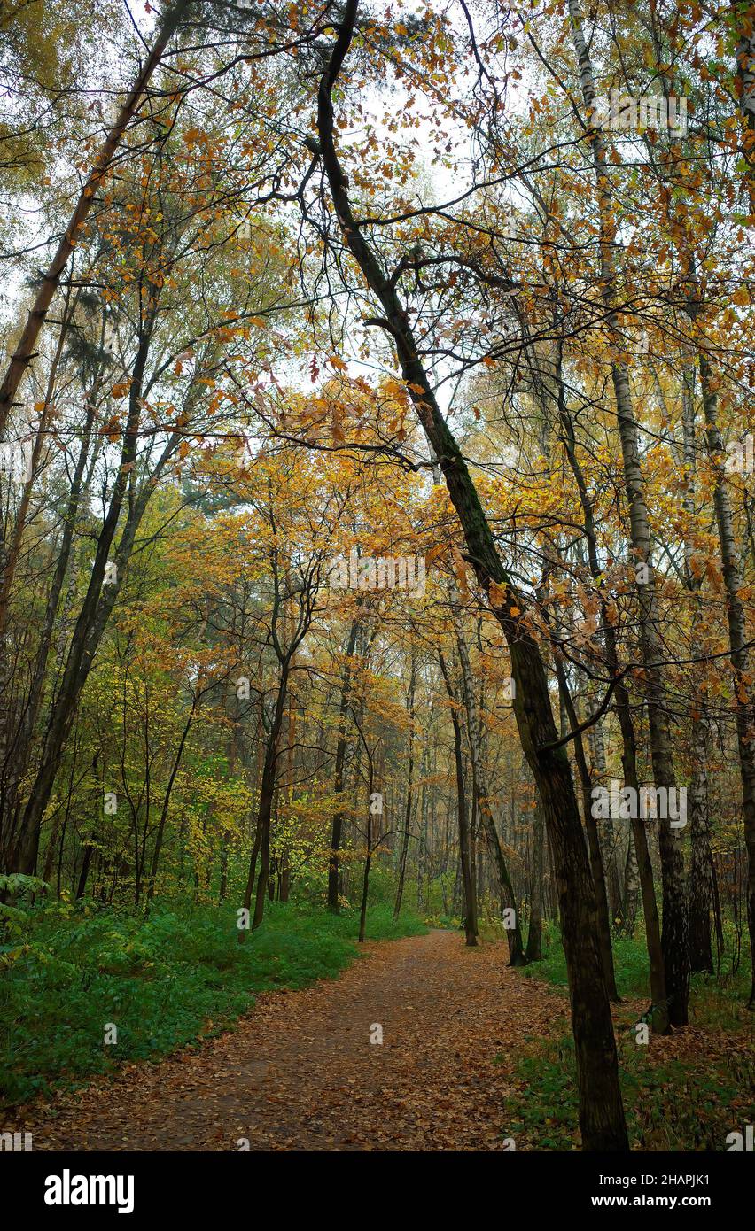 Bended branches hi-res stock photography and images - Alamy