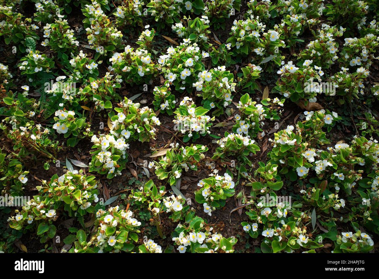 Diagonal planted flowers at city park texture background Stock Photo ...