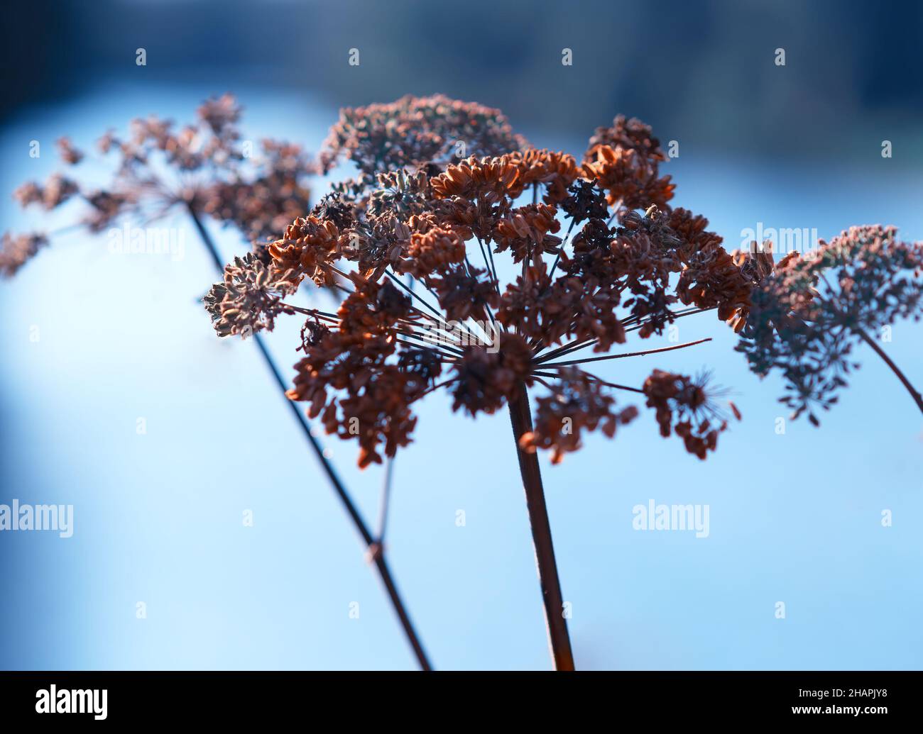 Almost autumn plant bokeh background Stock Photo - Alamy