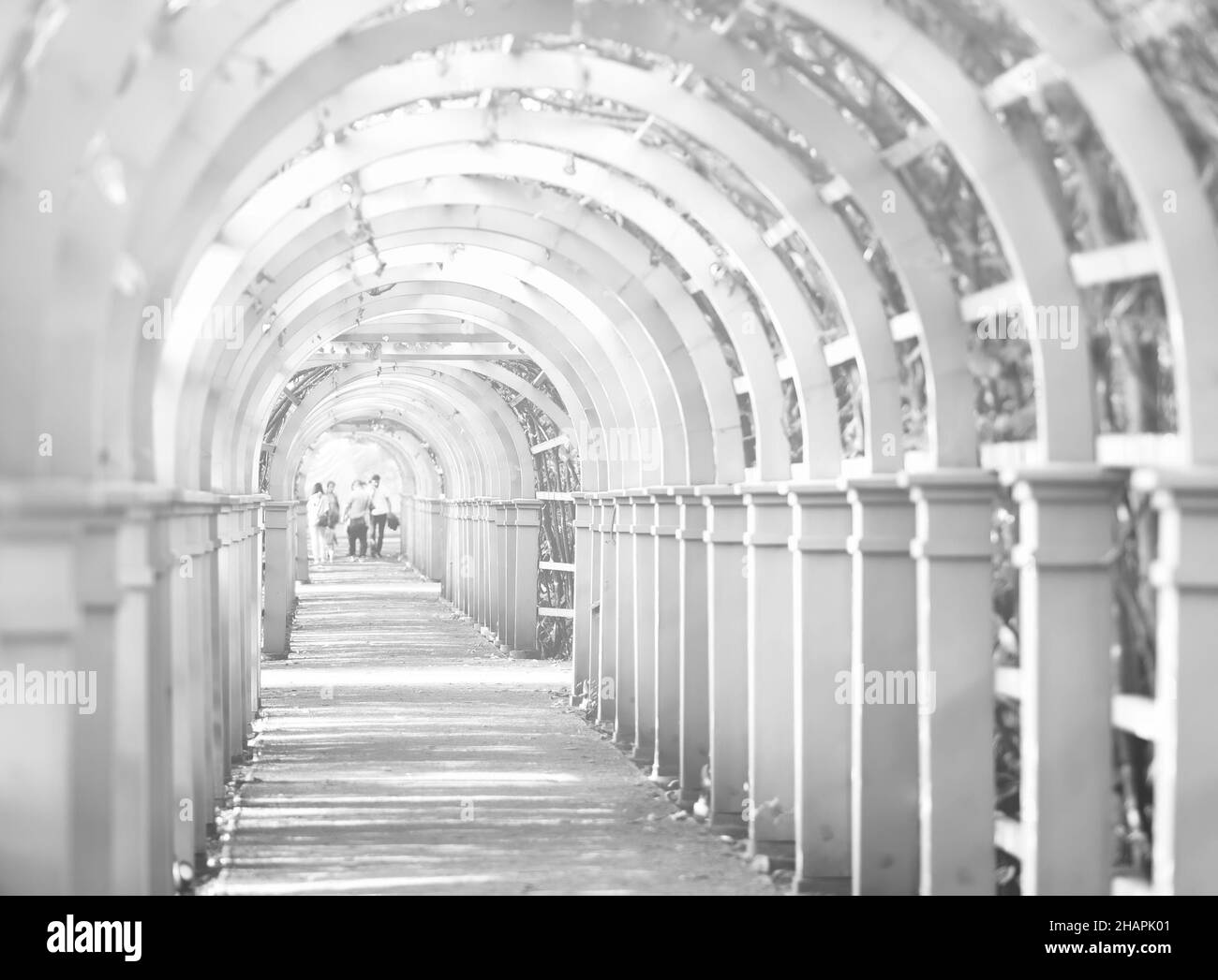 Dramatic park alley corridor background Stock Photo - Alamy