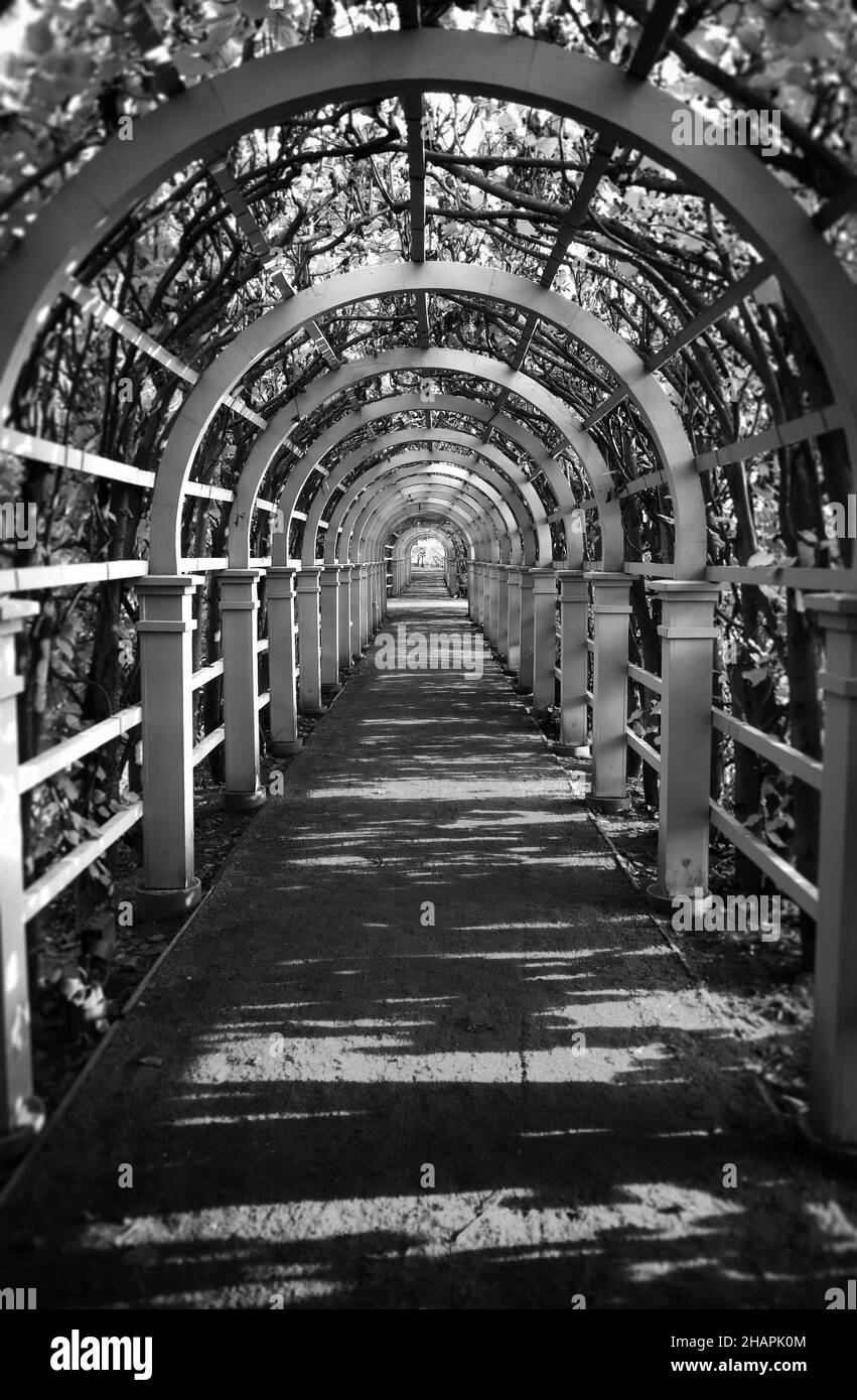 Dramatic park alley corridor background Stock Photo - Alamy
