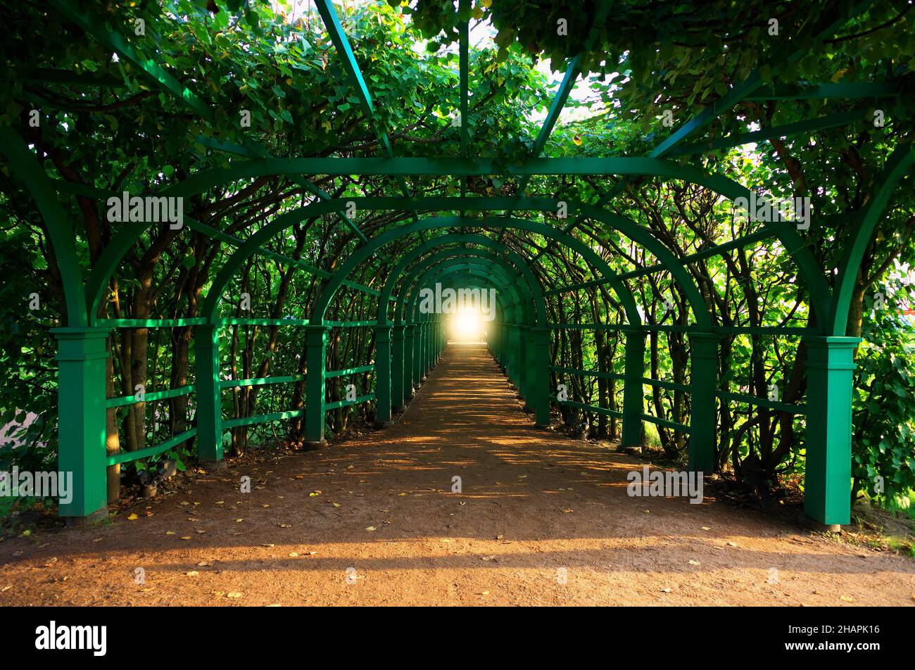 Dramatic park alley corridor background Stock Photo - Alamy