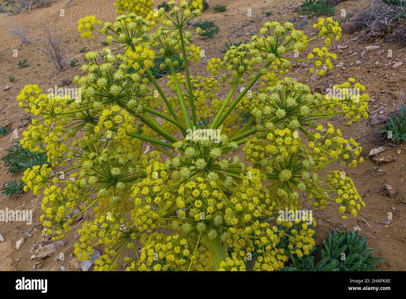 Ferula assa-foetida growing at Kyzylkum Desert in Uzbekistan Stock ...