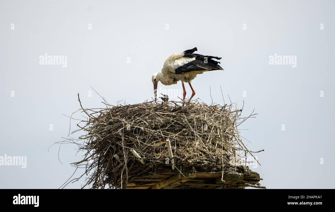 Stork feeding chick in hi-res stock photography and images - Alamy
