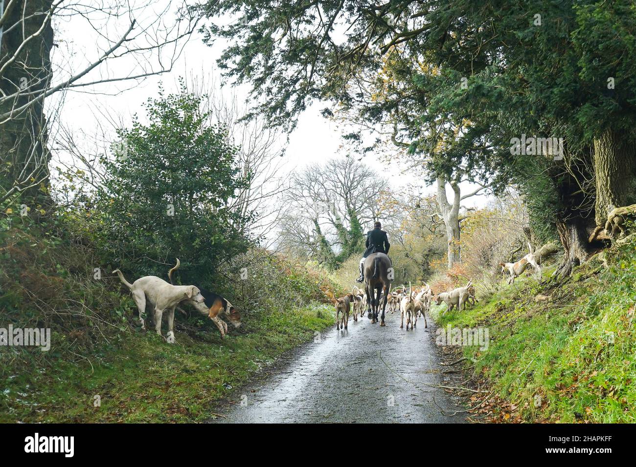 Foxhunting hi-res stock photography and images - Alamy