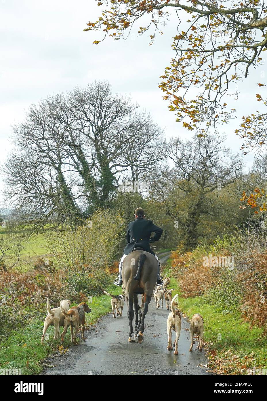 UK fox hunting with horses and hounds, late autumn morning. Master of ...