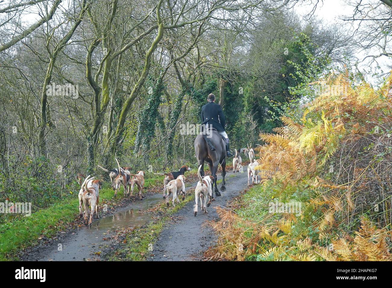 UK fox hunting in winter; the master of the hunt (rear view) on ...