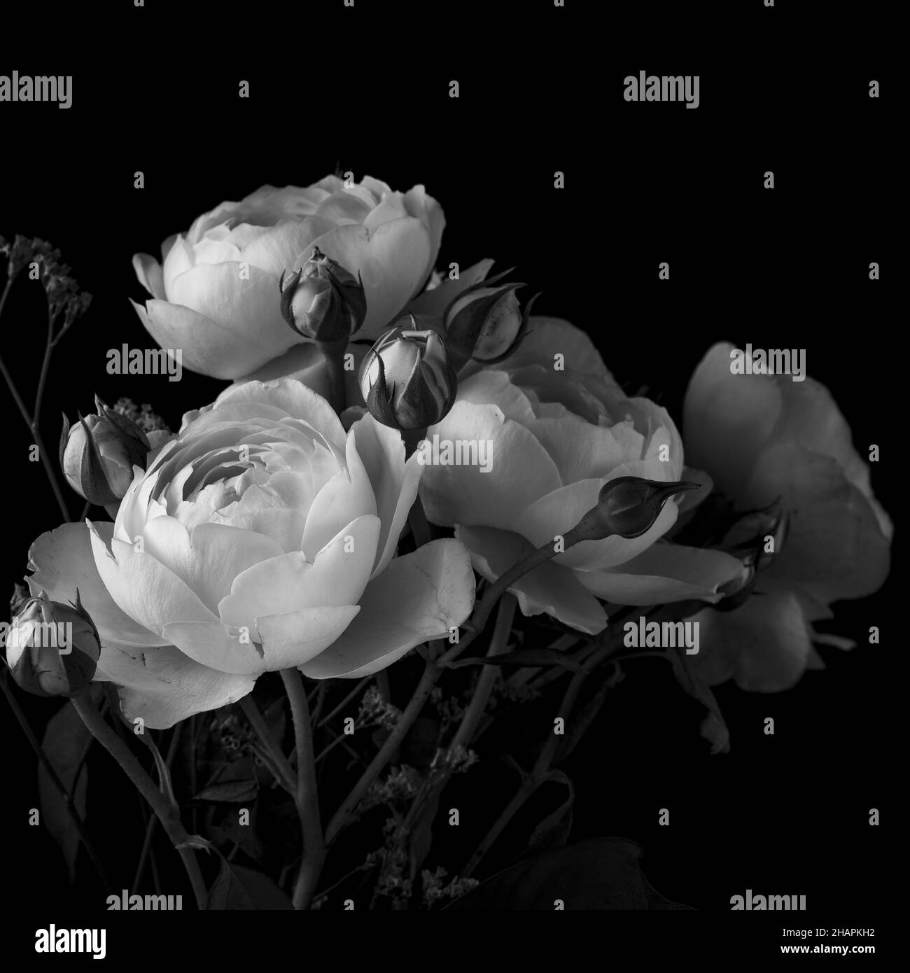 Grayscale Closeup of pink roses Stock Photo - Alamy