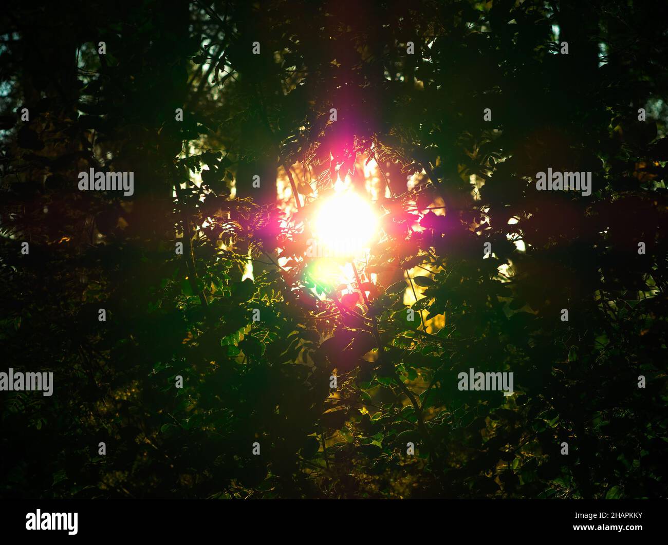 Dramatic light leak coming through tree leaves Stock Photo - Alamy