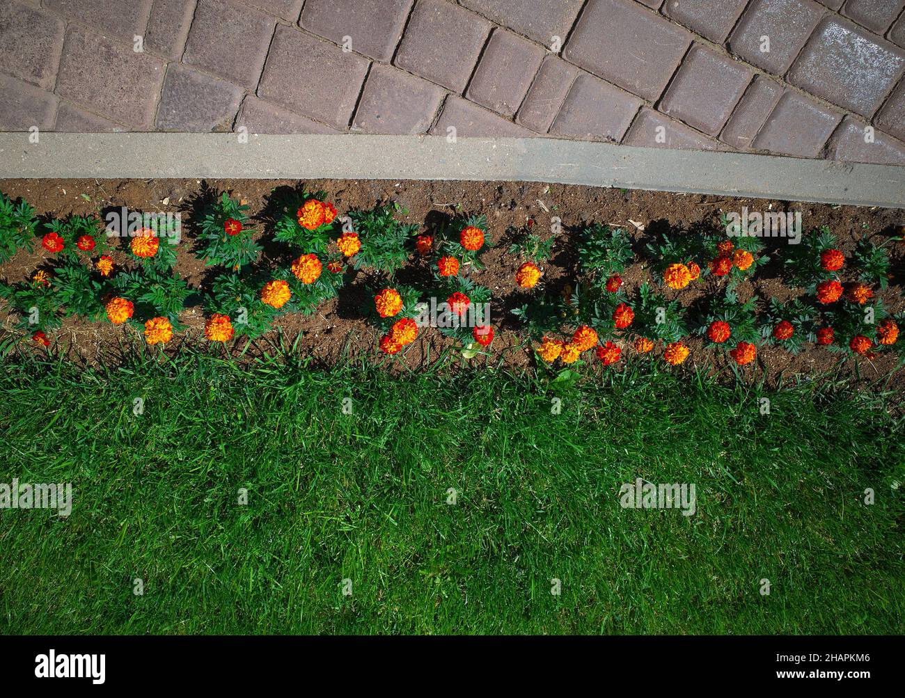 Flower border of the park path background Stock Photo - Alamy