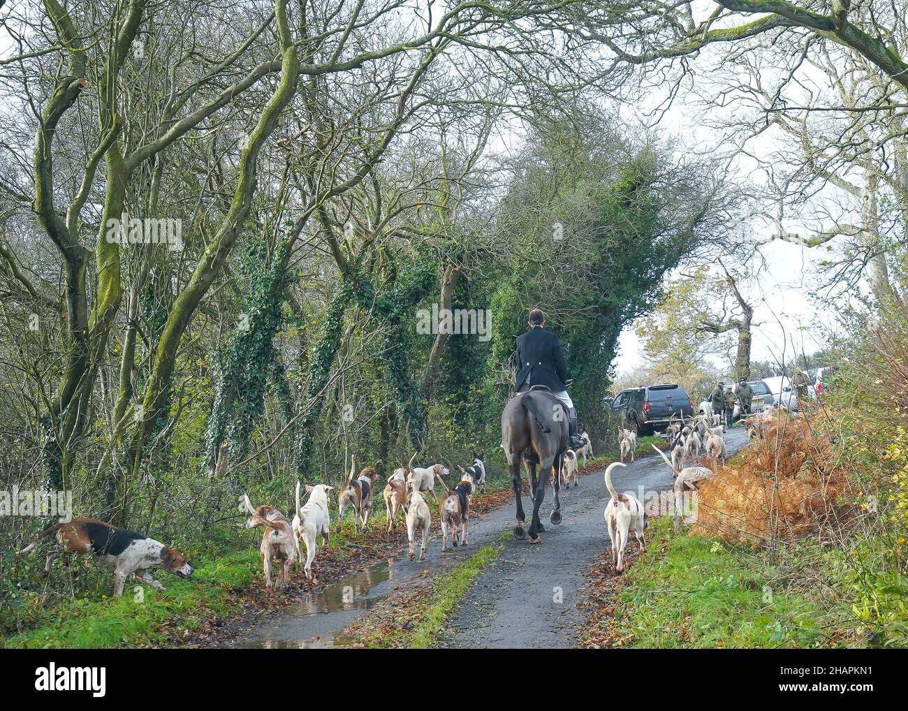 UK fox hunting with horses and hounds Stock Photo - Alamy
