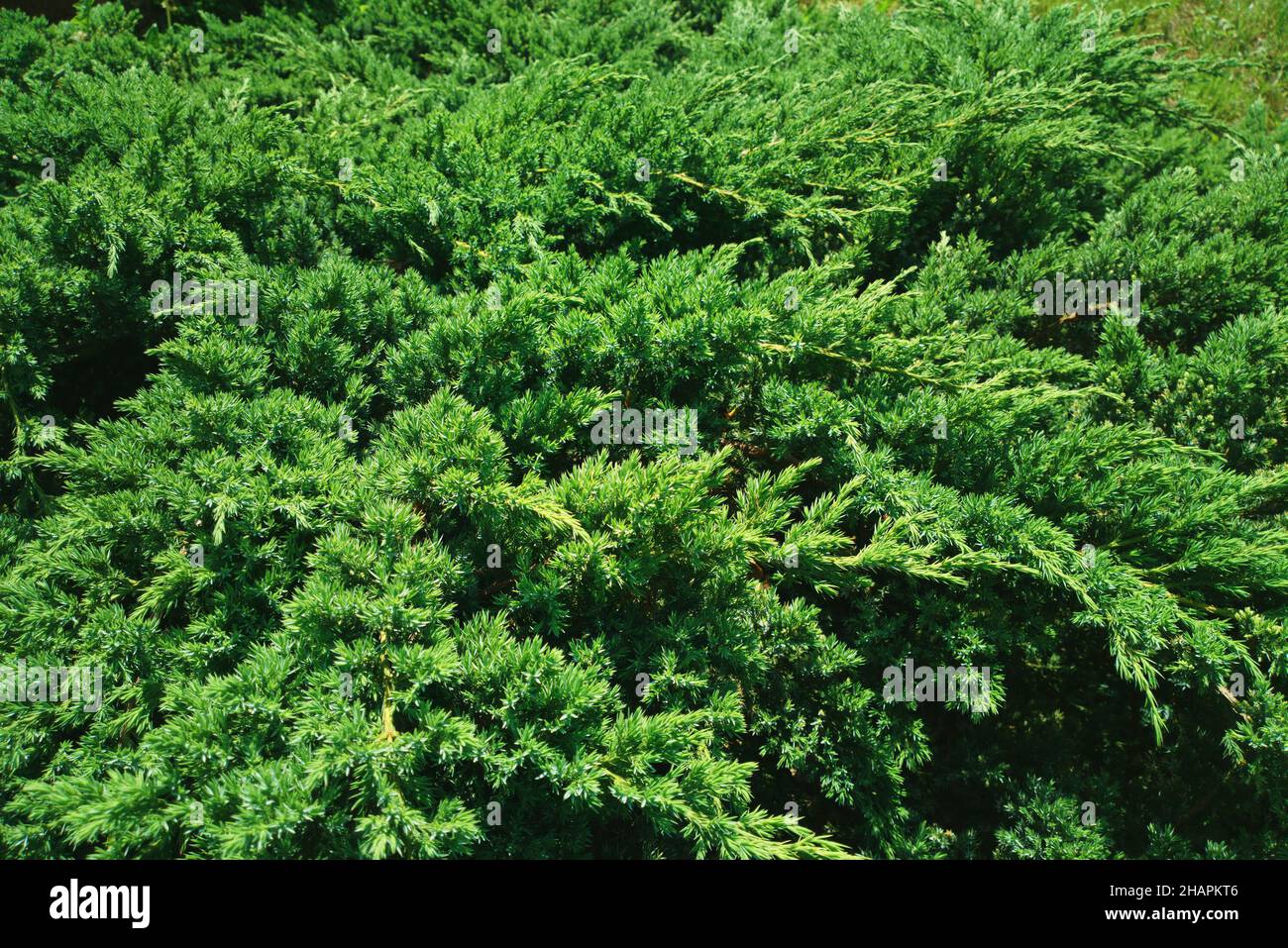 Branches of spruce tree in detail background Stock Photo - Alamy
