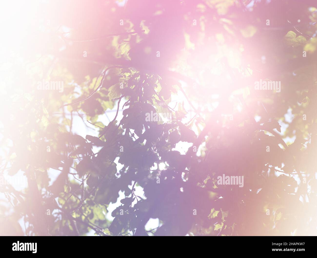 Dramatic light leak in tree branches background Stock Photo - Alamy