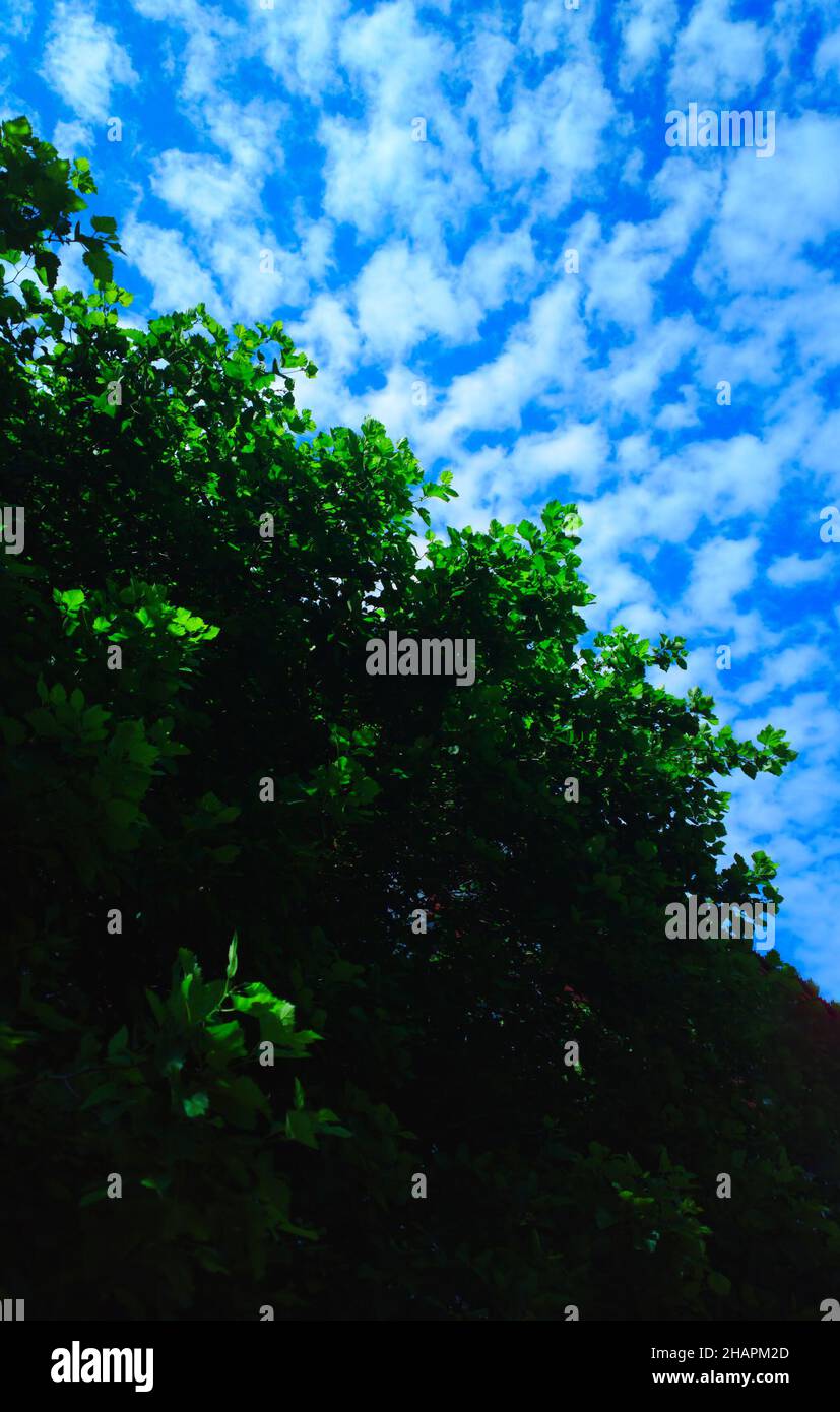 Diagonal tree crowns covered with cloudy sky background Stock Photo - Alamy