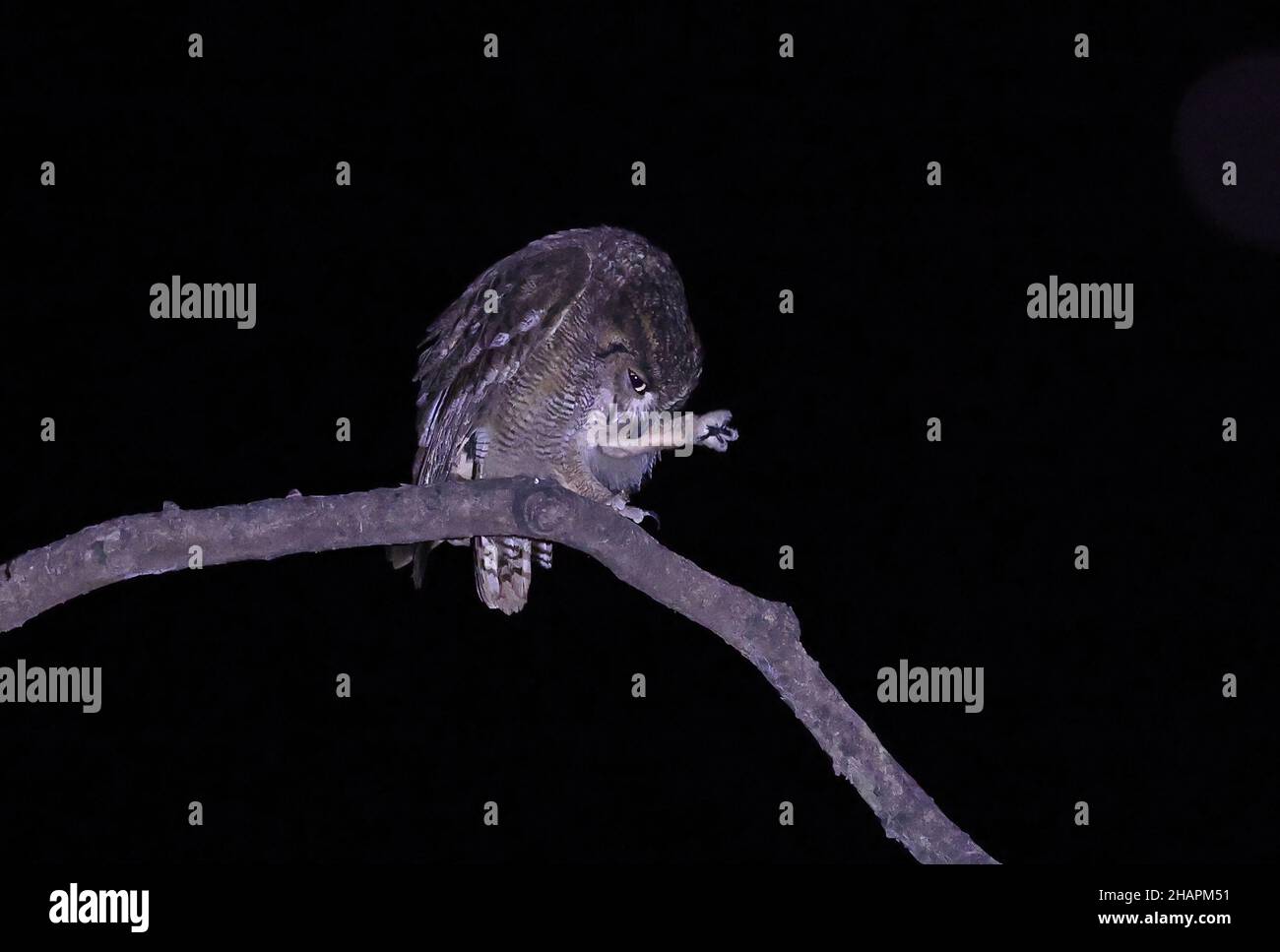 Arabian eagle owl hi-res stock photography and images - Alamy