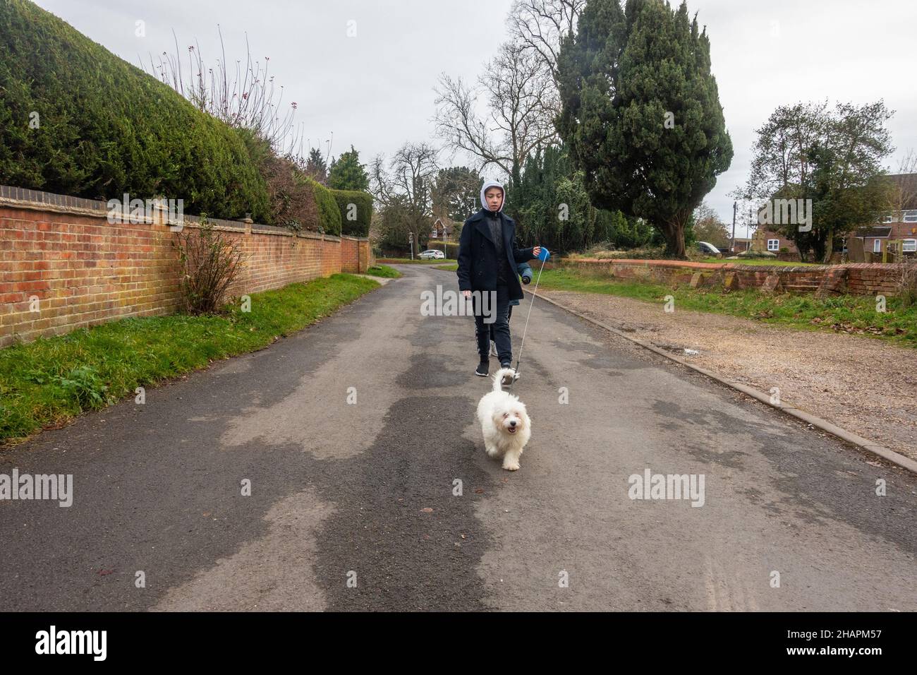 A boy walking a white cavapoo dog along a quiet street in Reading, UK ...