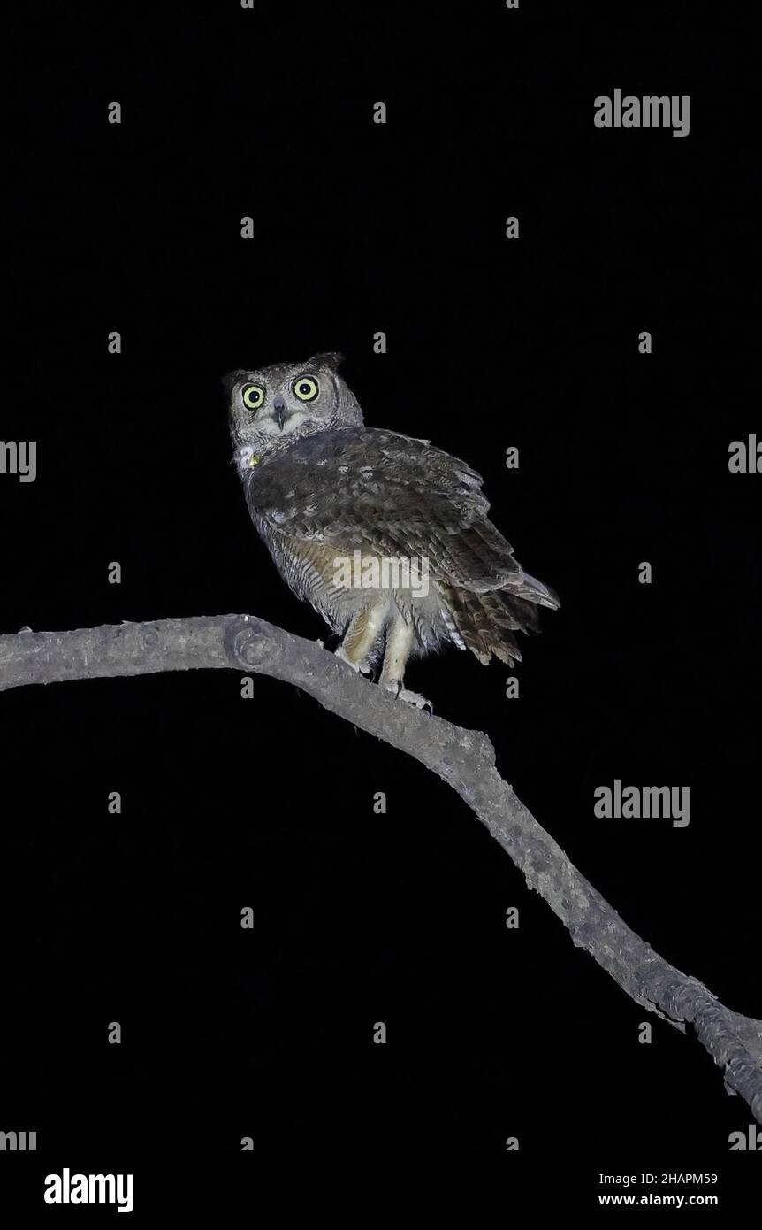 Arabian Spotted Eagle-owl (Bubo milesi) adult male perched on branch at ...