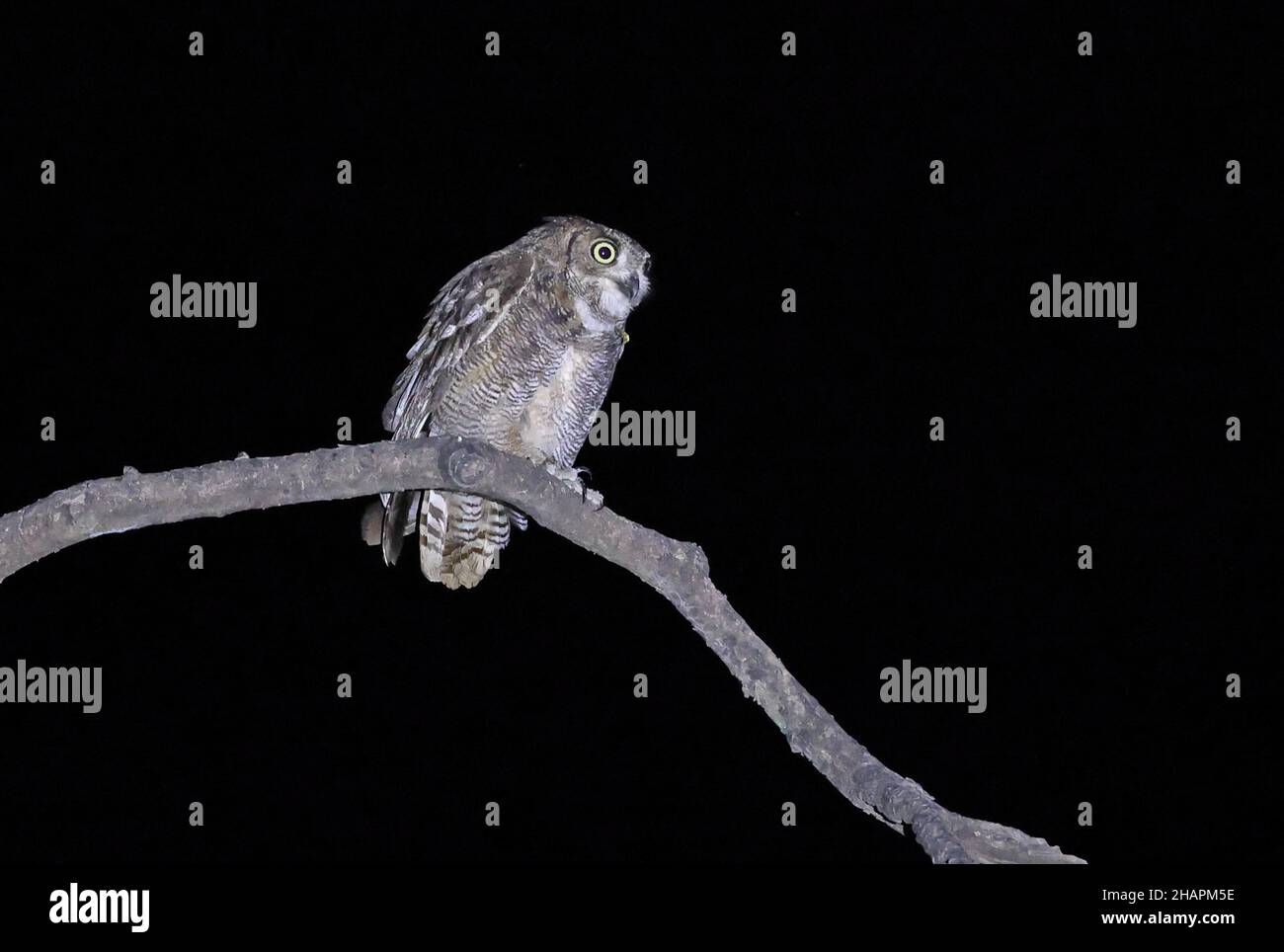 Arabian Spotted Eagle-owl (Bubo milesi) adult male perched on branch at ...