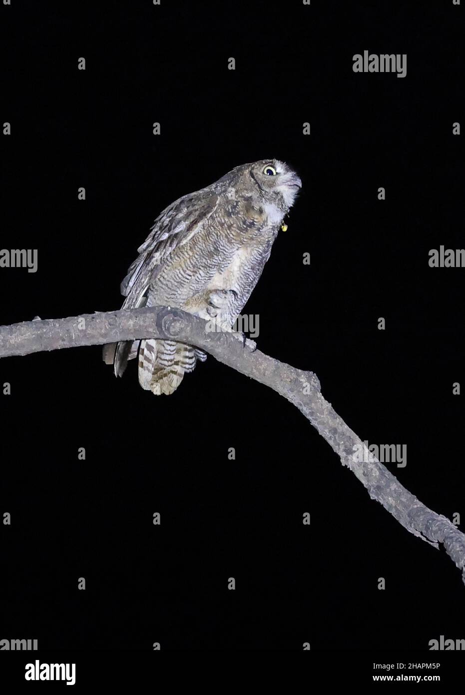 Arabian eagle owl hi-res stock photography and images - Alamy
