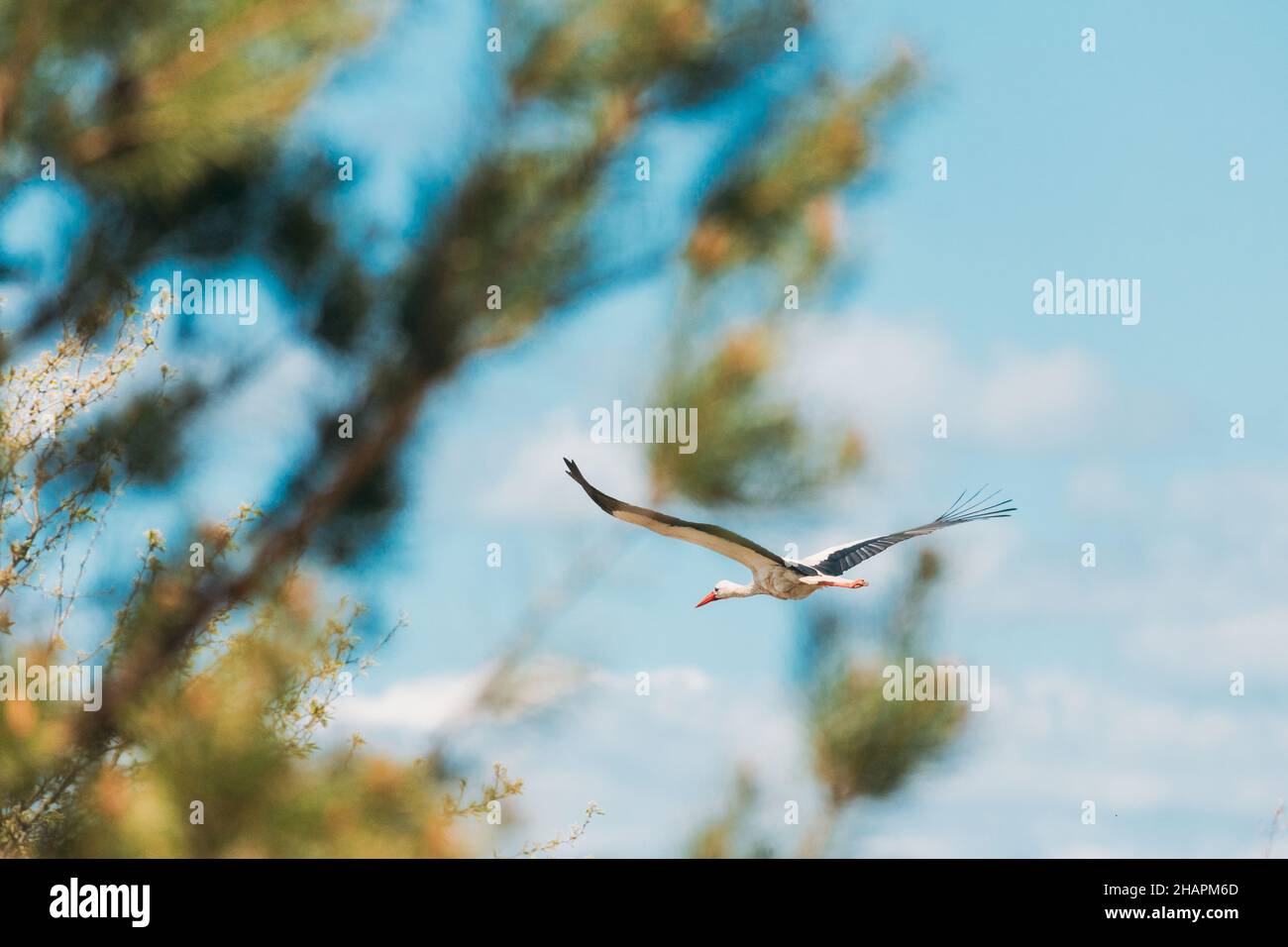 Adult European White Stork Fly Flying Against Green Forest Woods ...