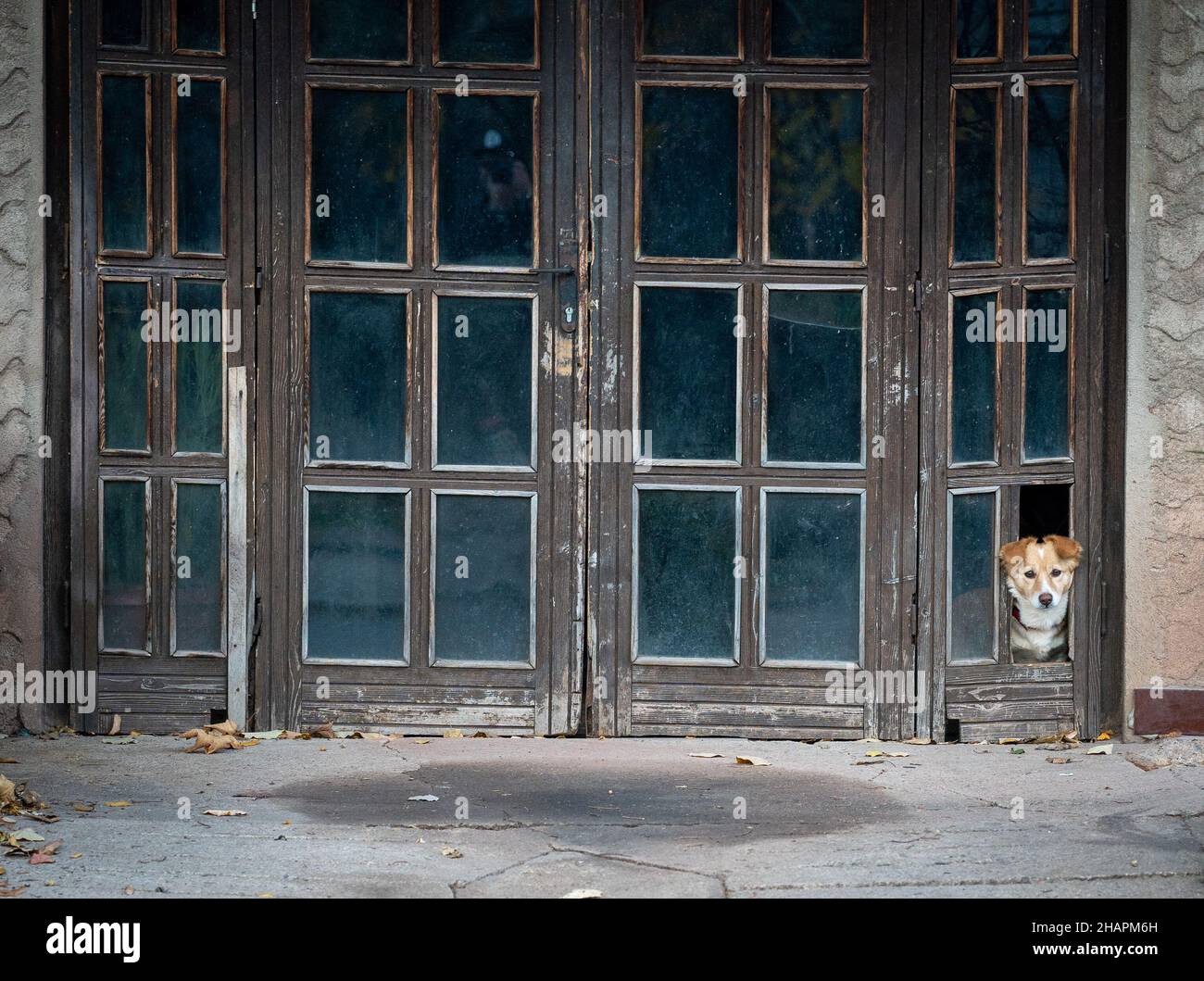 Gatekeeper yellow dog looking from the broken window Stock Photo - Alamy