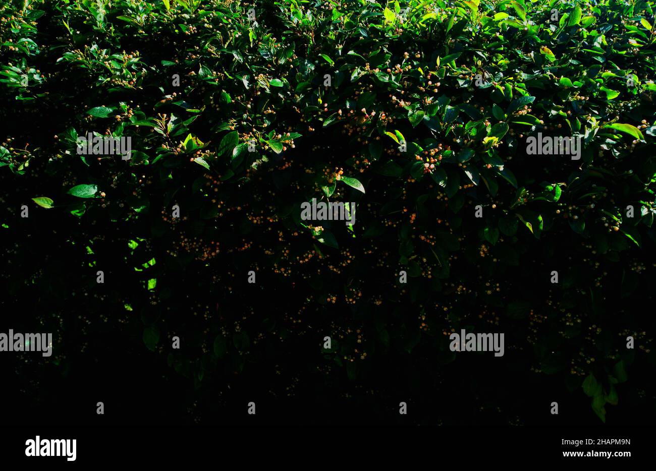 Dark green bushes in summer park background Stock Photo - Alamy