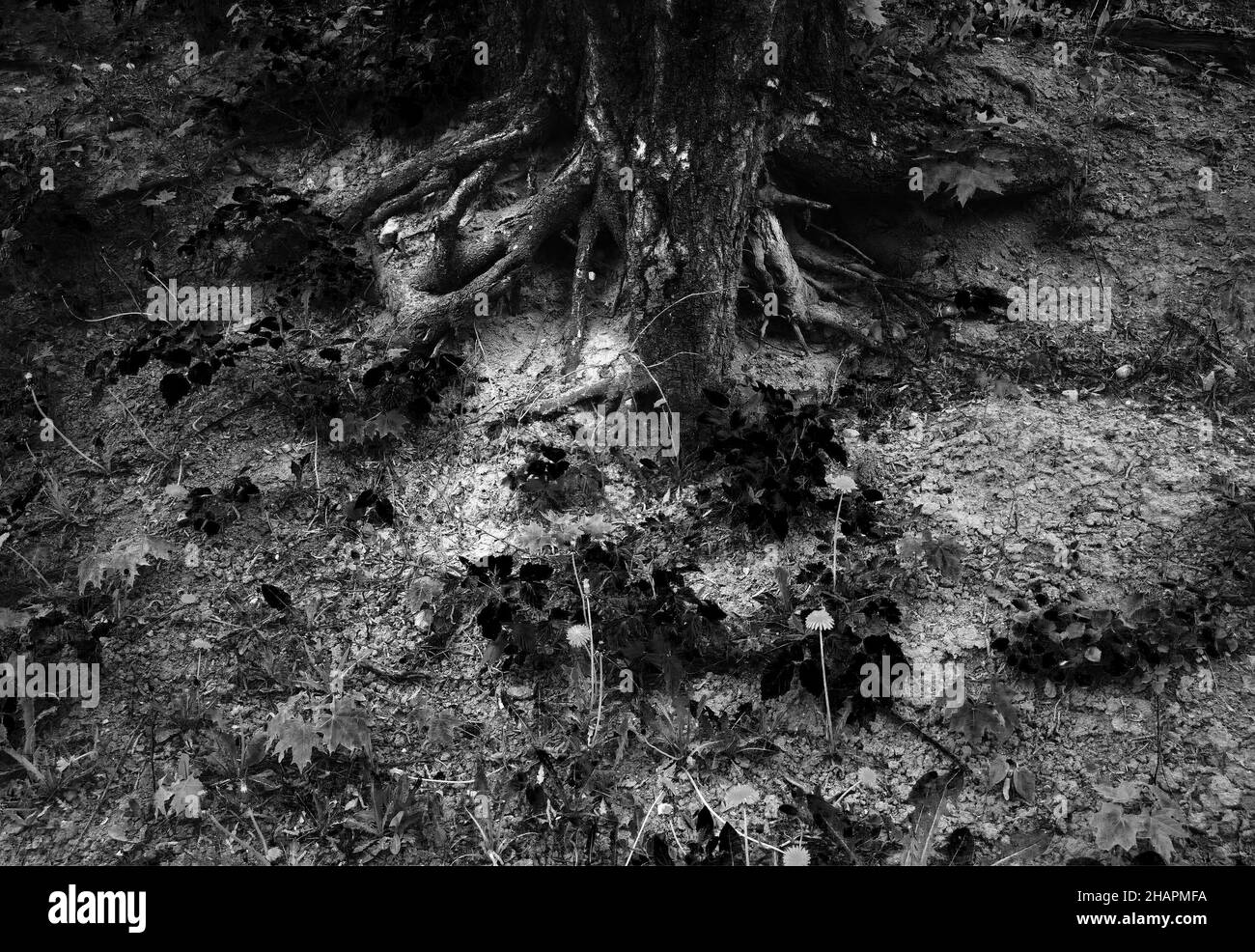 Black and white evil roots of the park tree background Stock Photo - Alamy