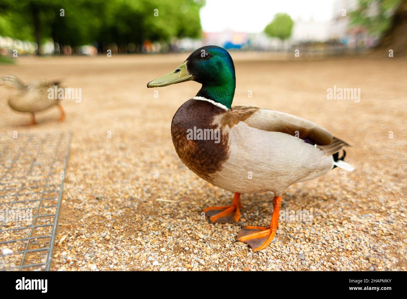 Duck living in a city park. Duck portrait Stock Photo - Alamy