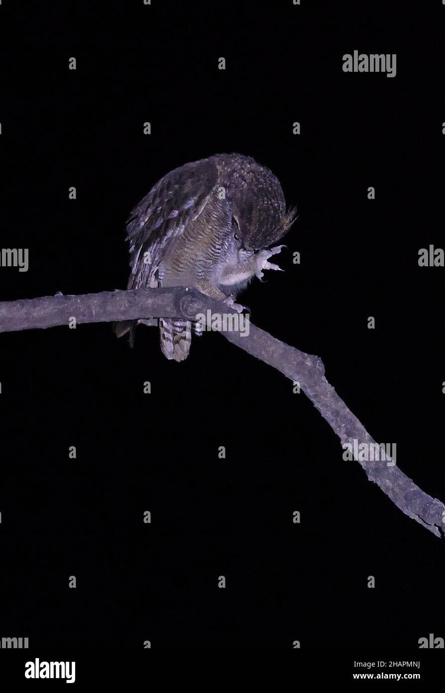Arabian Spotted Eagle-owl (Bubo milesi) adult perched on branch at ...