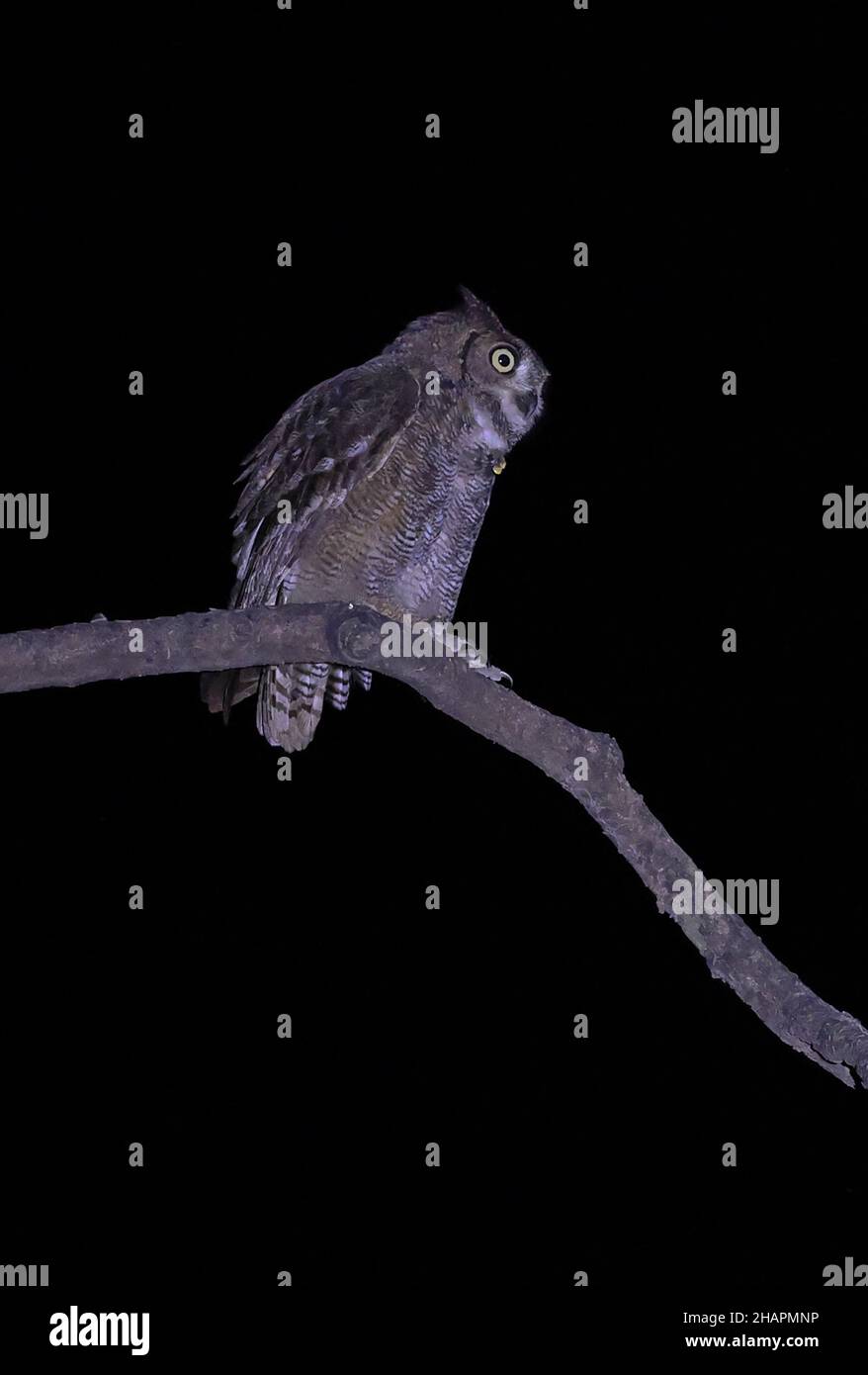 Arabian Spotted Eagle-owl (Bubo milesi) adult male perched on branch at ...