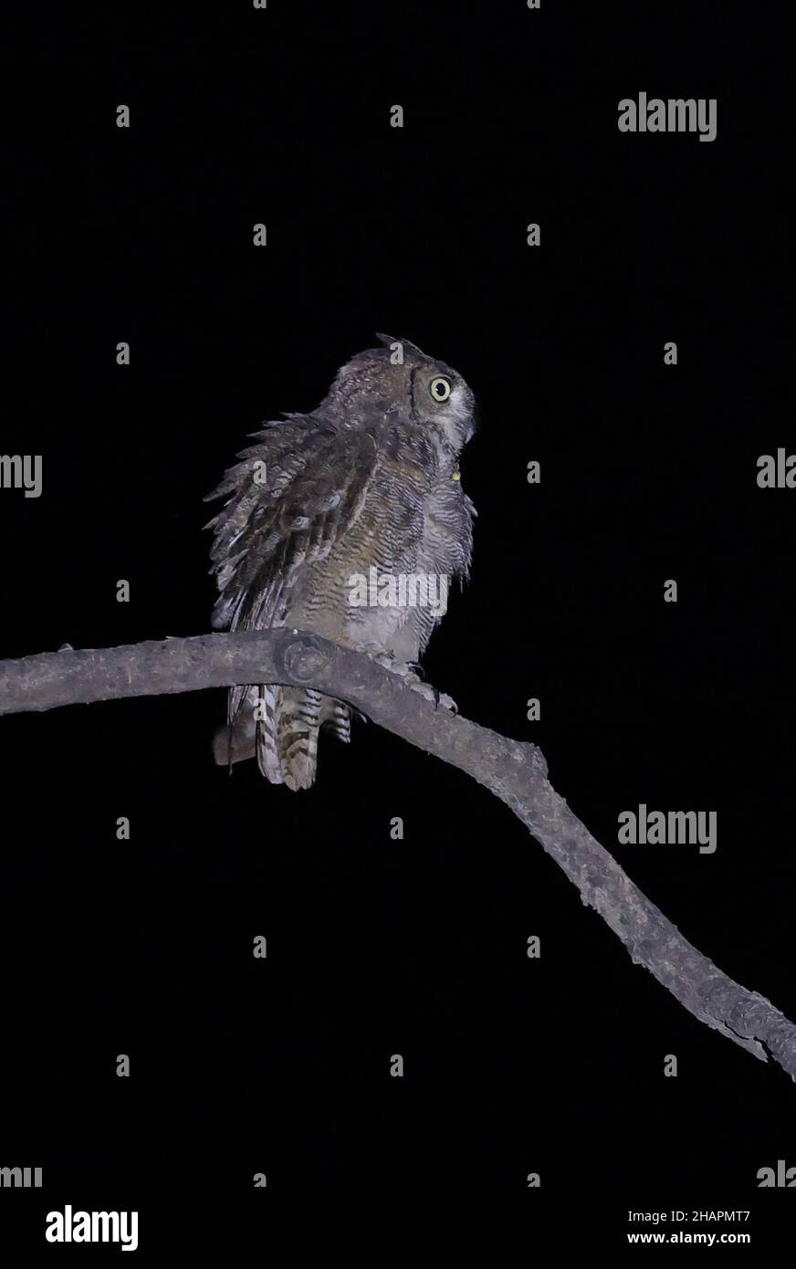 Arabian spotted eagle owl hi-res stock photography and images - Alamy