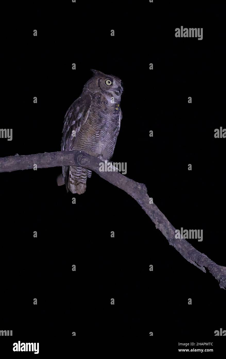 Arabian Spotted Eagle-owl (Bubo milesi) adult male perched on branch at ...