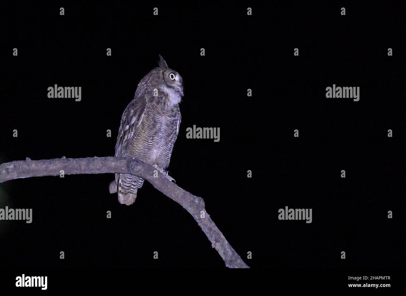 Arabian Spotted Eagle-owl (Bubo milesi) adult male perched on branch at ...