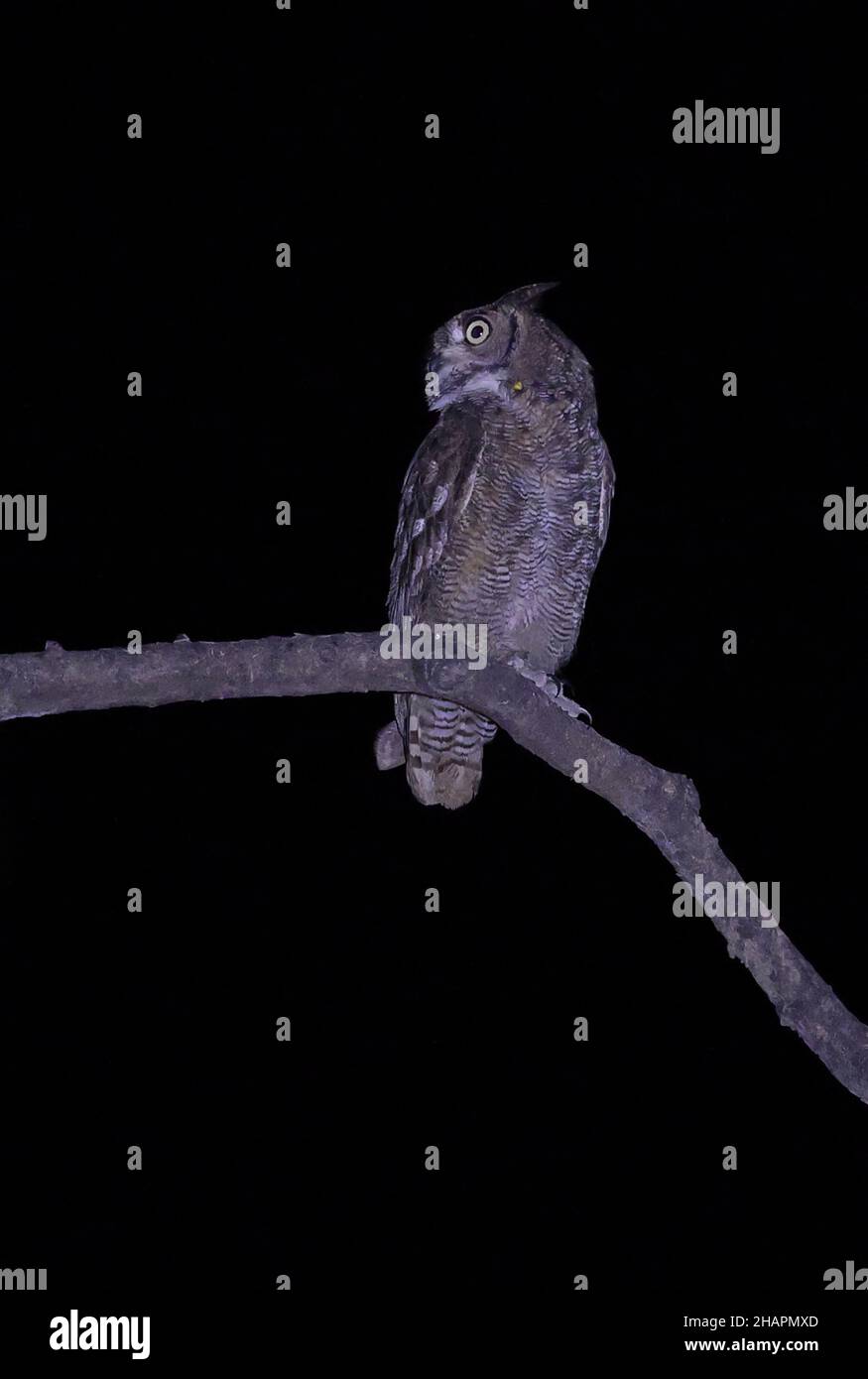 Arabian spotted eagle owl hi-res stock photography and images - Alamy