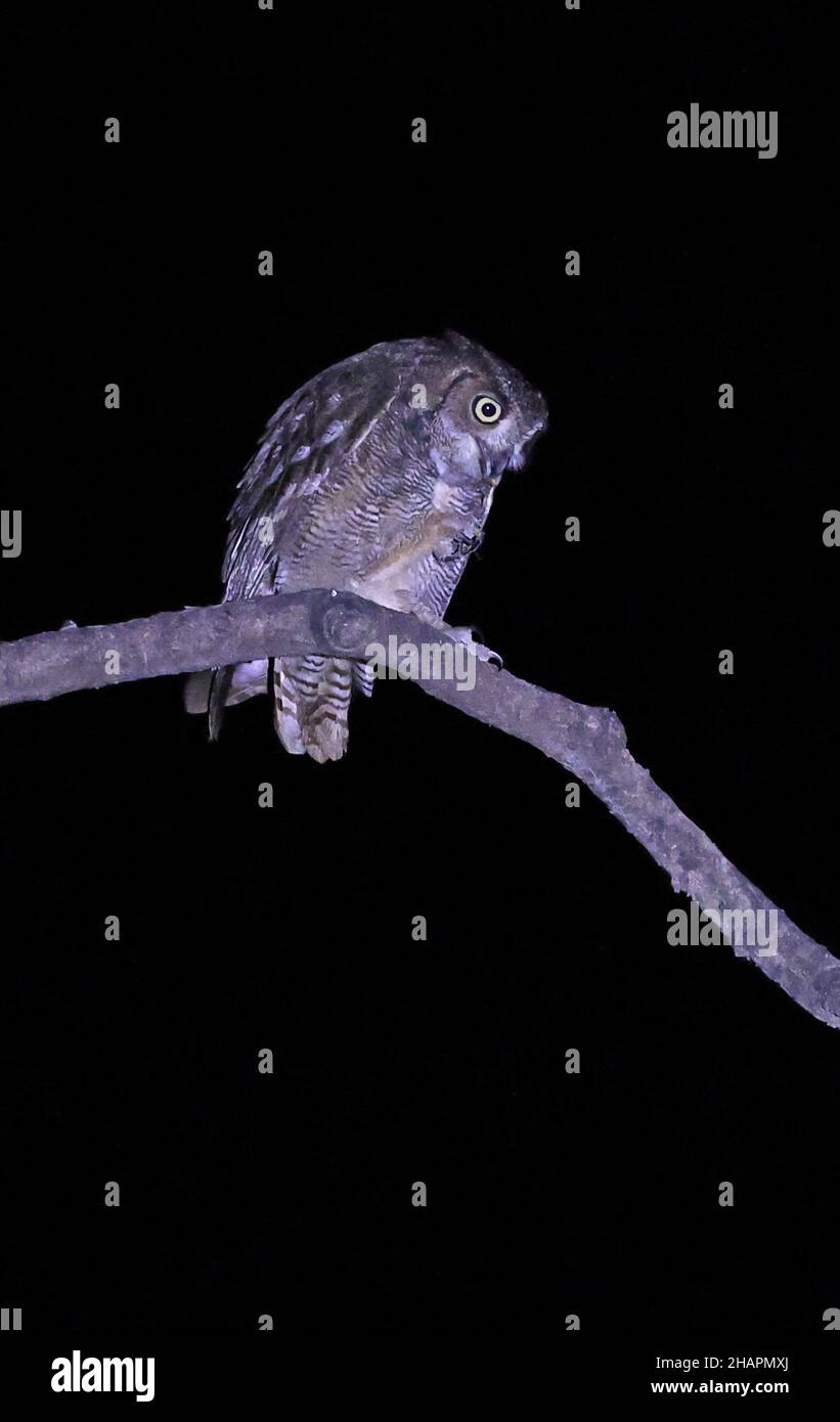 Arabian Spotted Eagle-owl (Bubo milesi) adult male perched on branch at ...