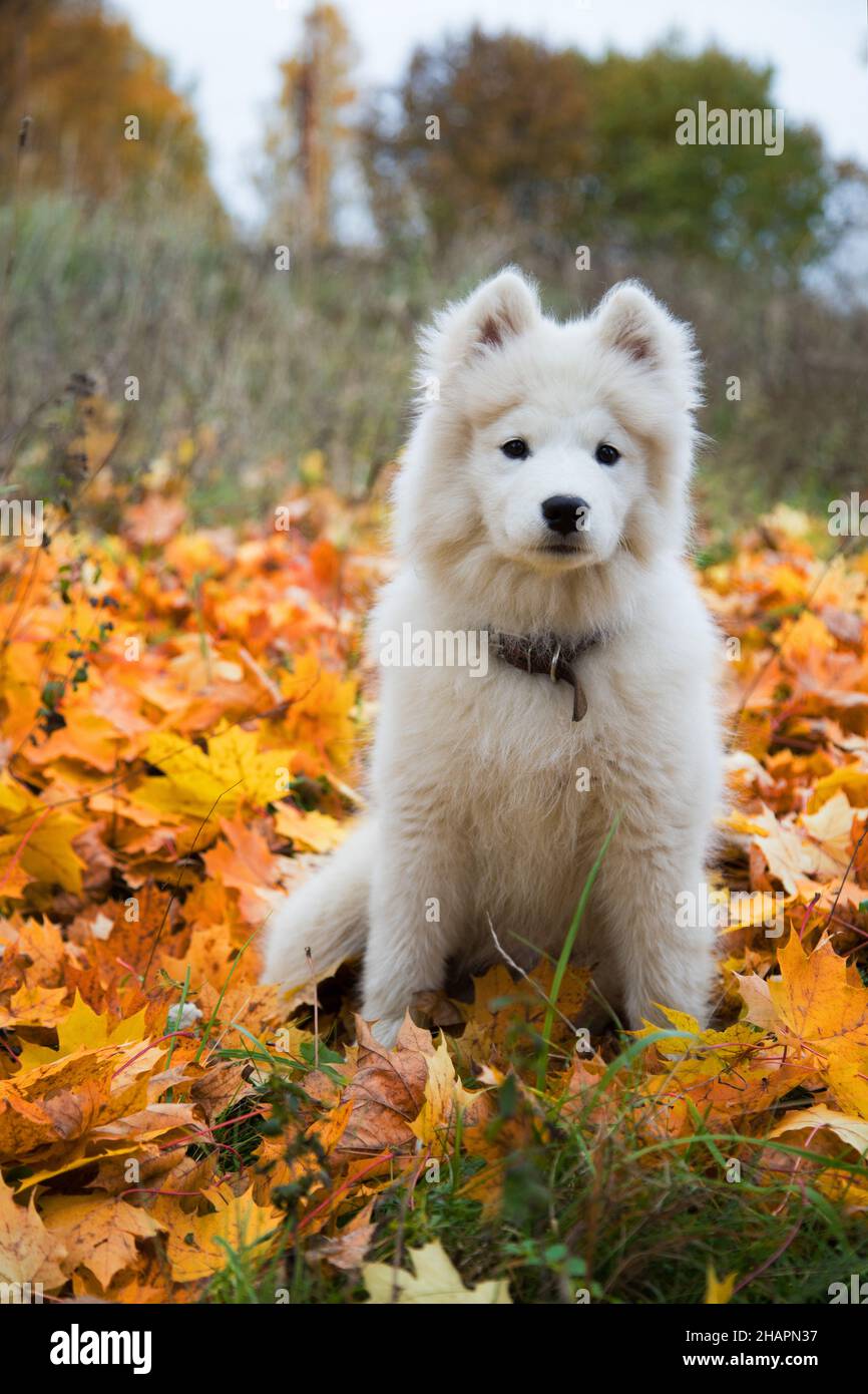 A samoyed puppy sits on fallen autumn leaves. Cute puppy Stock Photo ...
