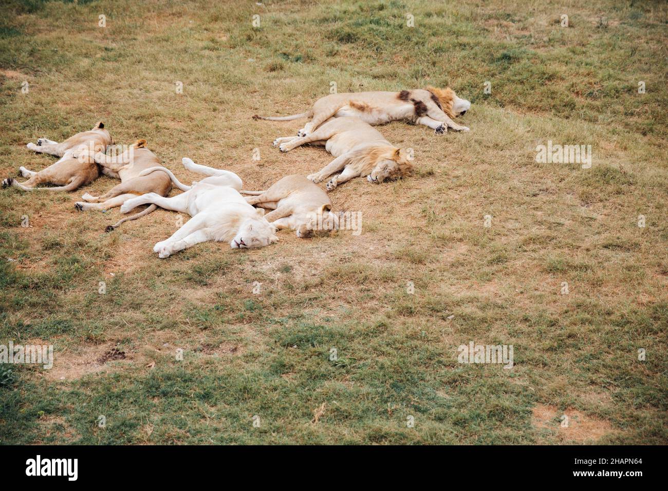 the lion king rests sleeping with lionesses pride savannah Stock Photo ...