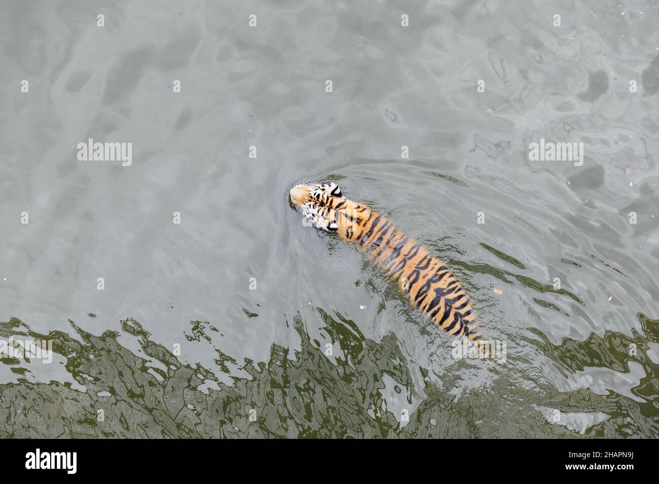 Amur leopard breeding animal hi-res stock photography and images - Alamy