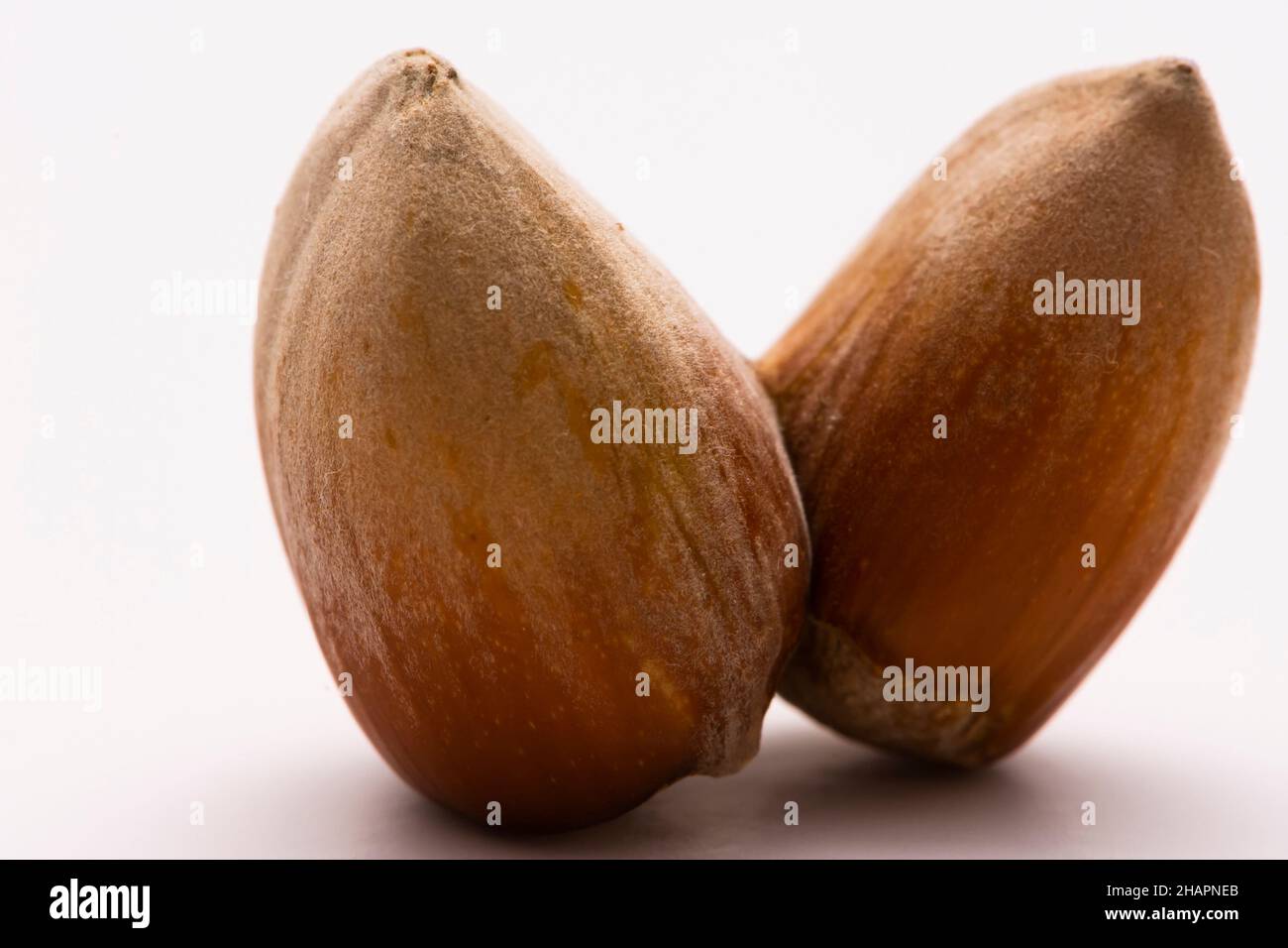 Close up of double hazelnut in a shell isolated on white background ...