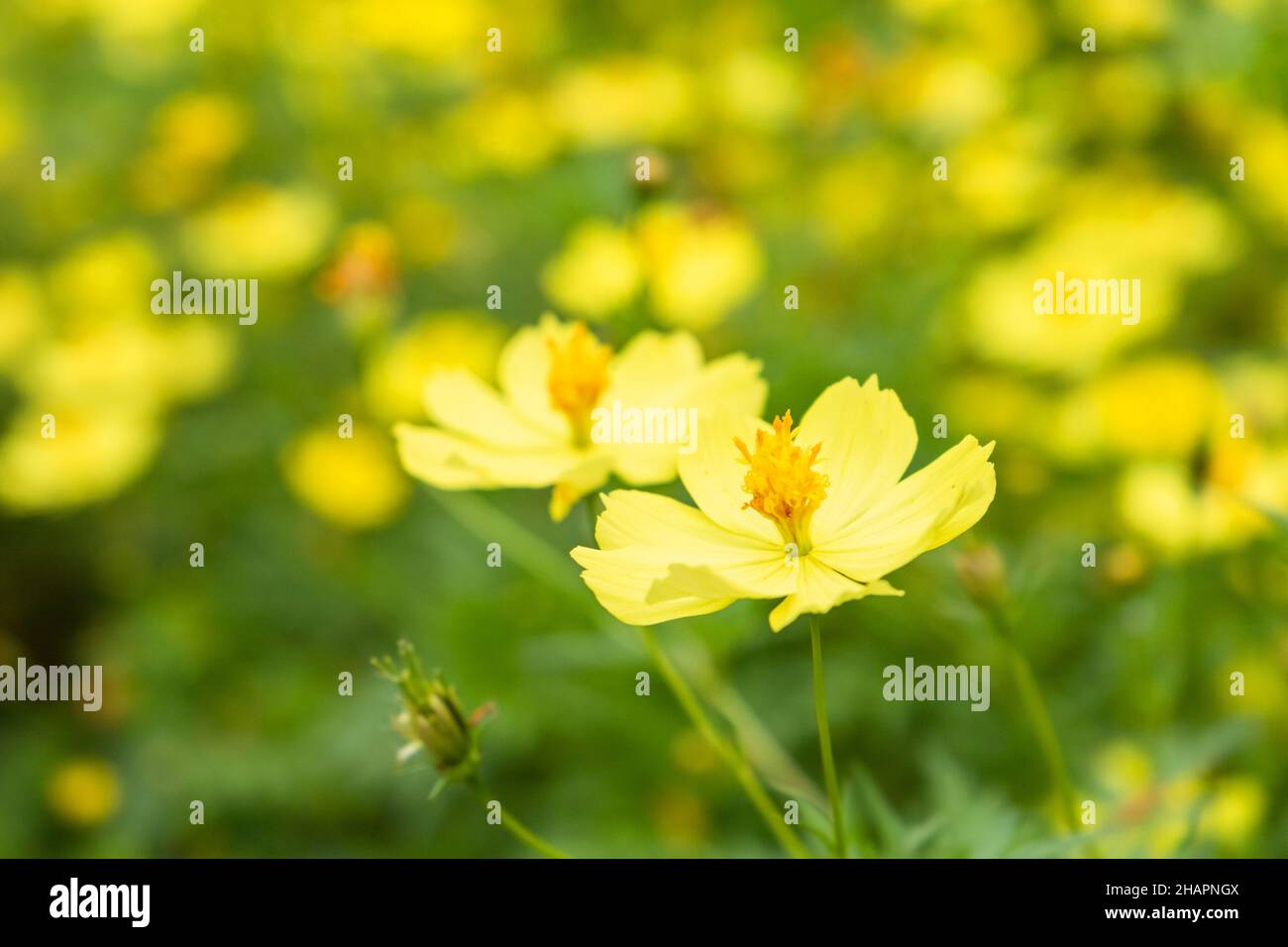 Bright yellow flowers, close up photo. Cosmos sulphureus Stock Photo ...