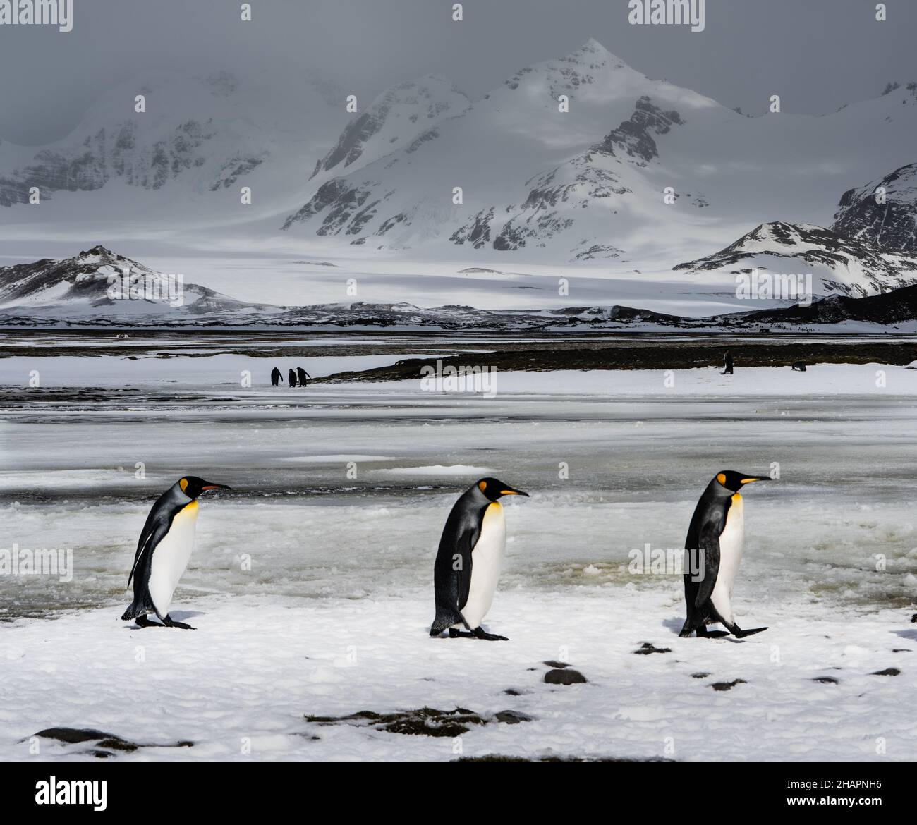 A landscape photo of three adult King Penguins walking on ice at ...