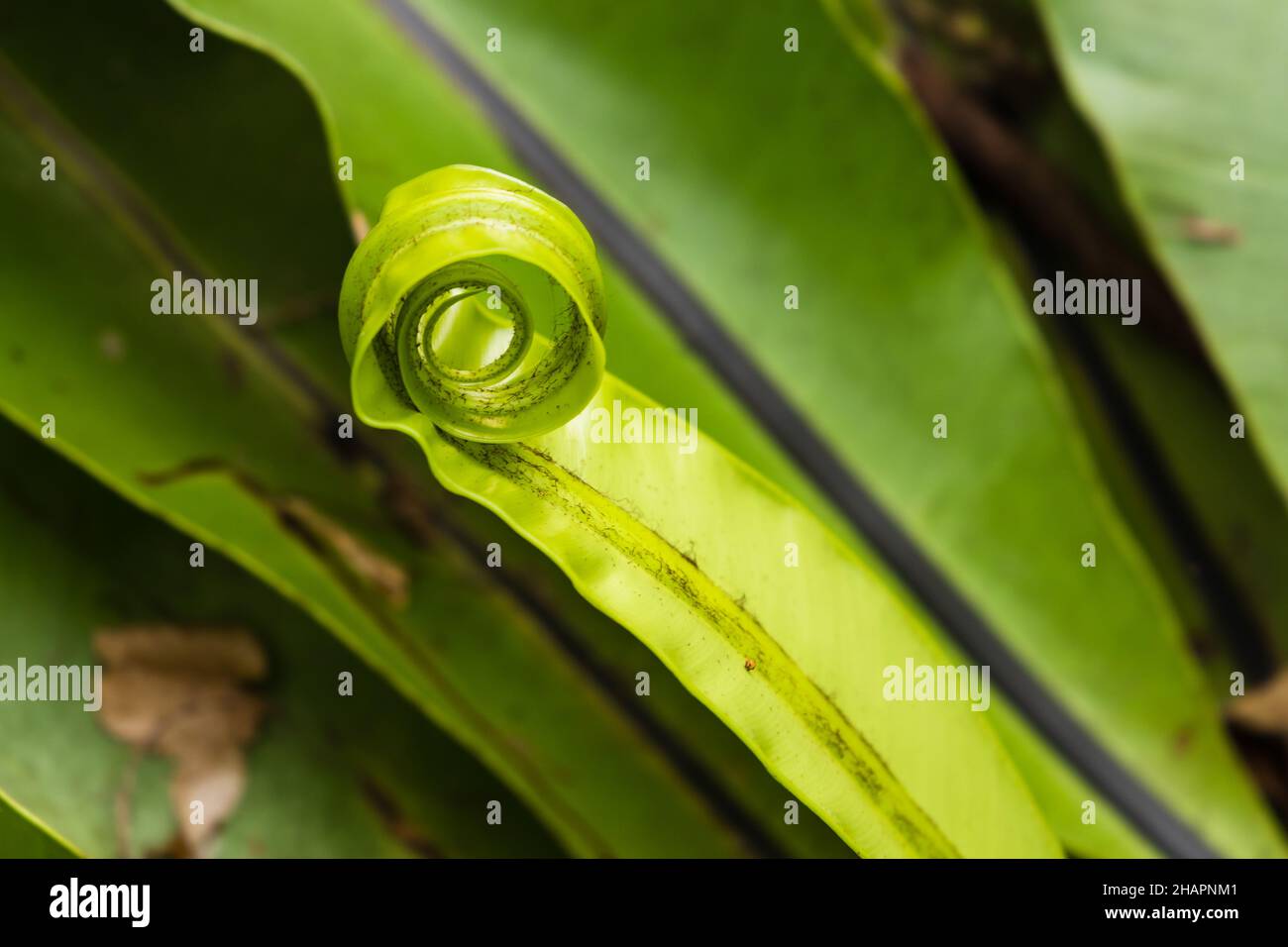 Curled up green leaf of tropical plant, close up photo with selective ...